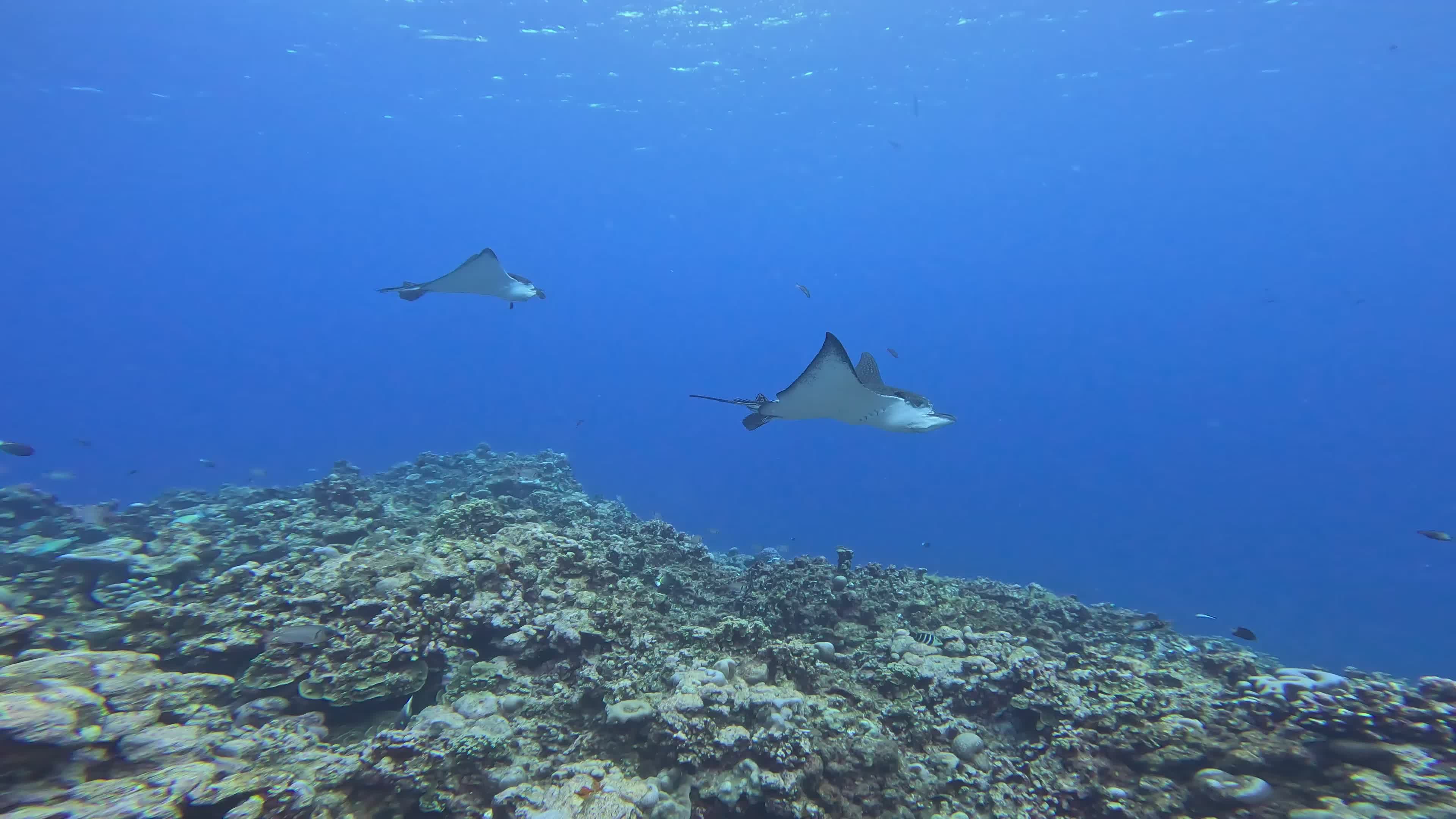 Stunning Underwater Eagle Rays in Coral Reef Free Stock Video Footage ...
