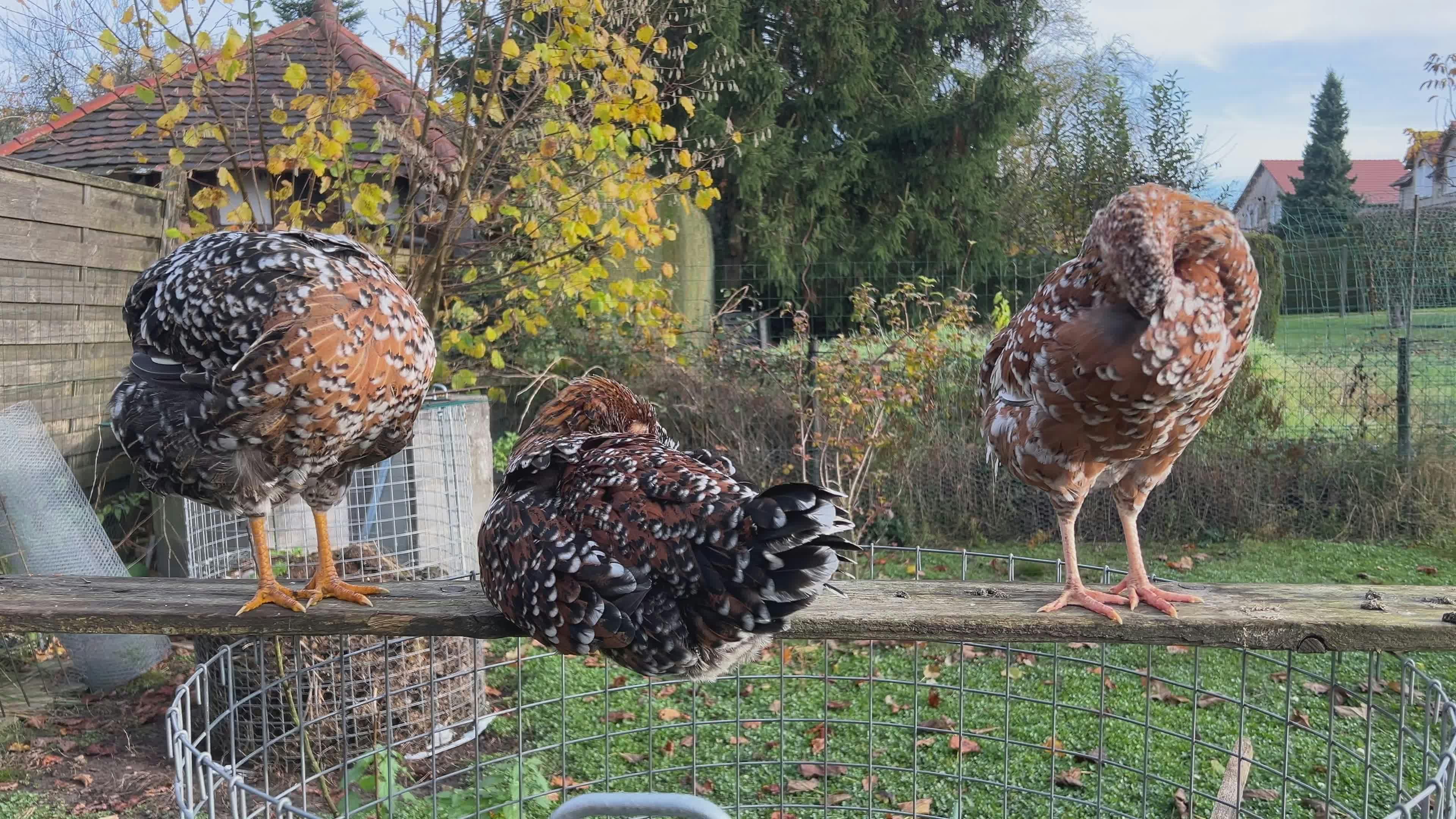 Peaceful Chickens Perched on a Rural Fence Free Stock Video Footage ...