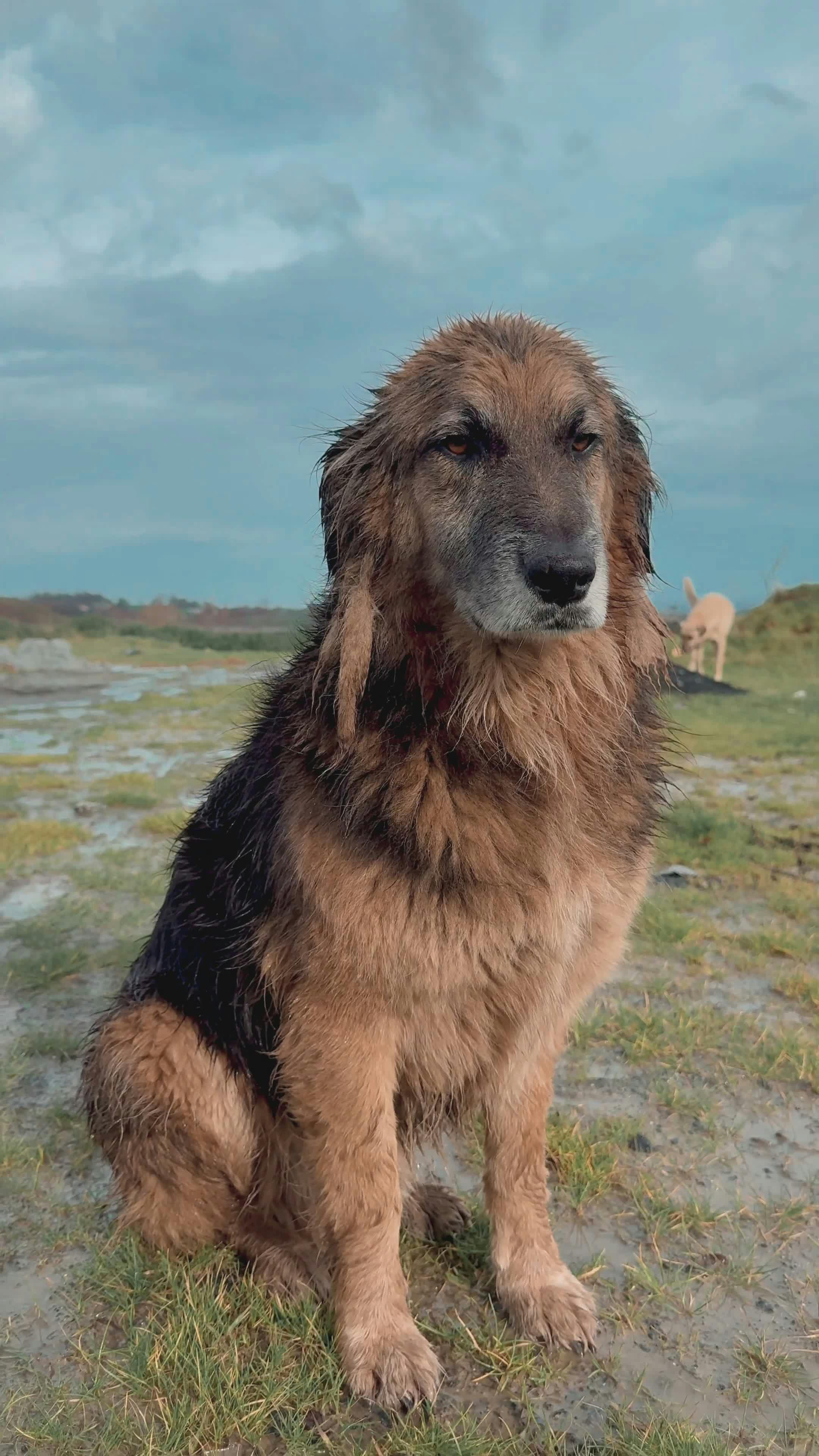 Serene Senior Dog Relaxing Outdoors Free Stock Video Footage, Royalty ...