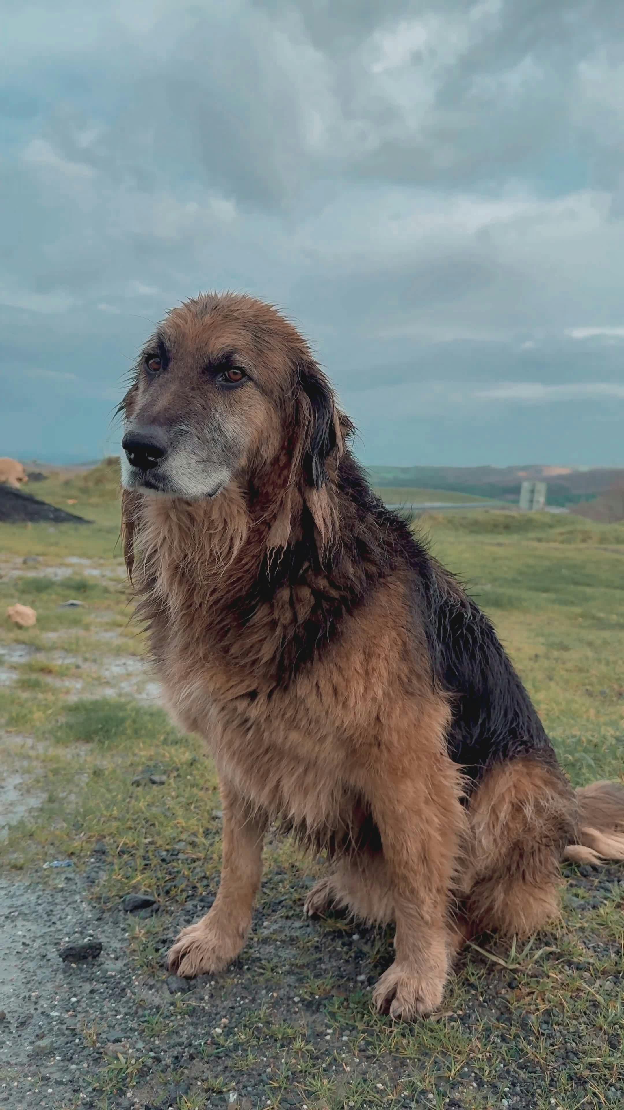 Guards+Picture Videos, Download The BEST Free 4k Stock Video Footage ...