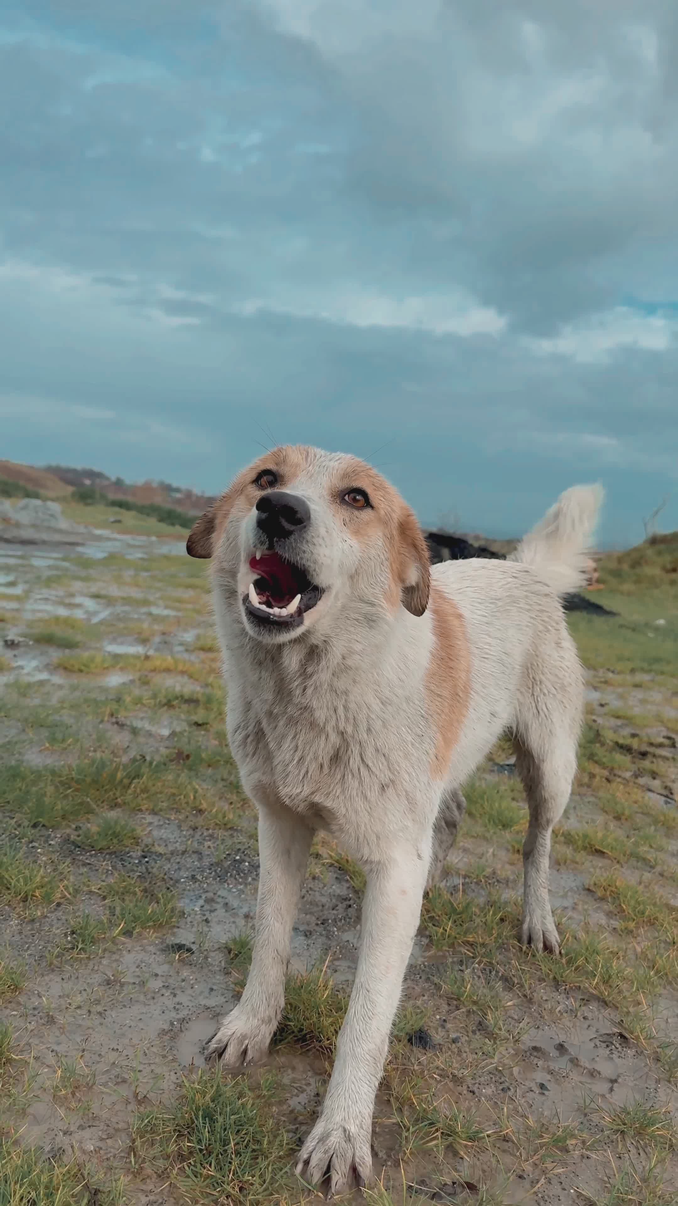 Happy Dog Barking Outdoors in Open Field Free Stock Video Footage ...