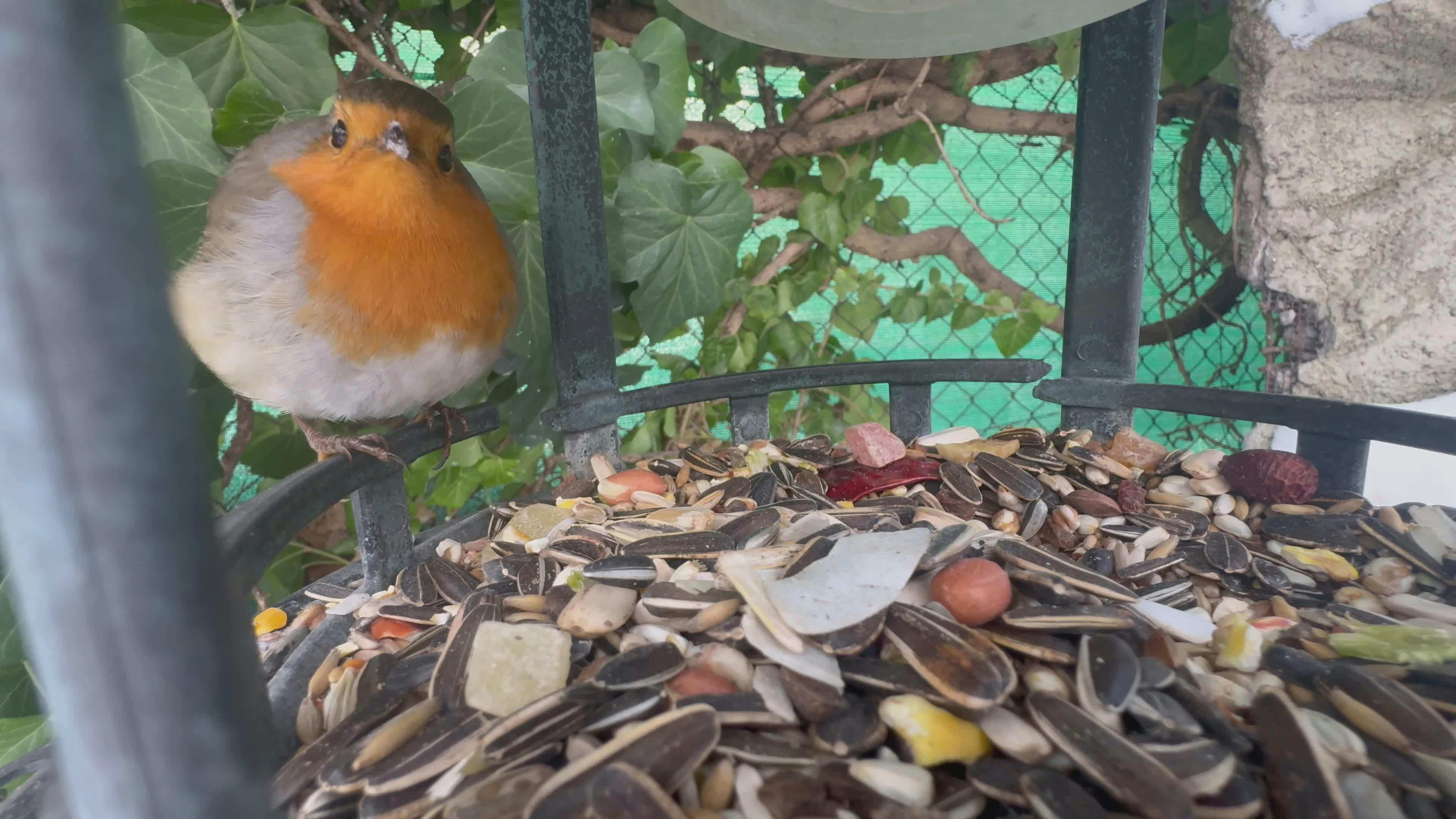 European Robin Feeding on Birdseed Outdoors Free Stock Video Footage ...
