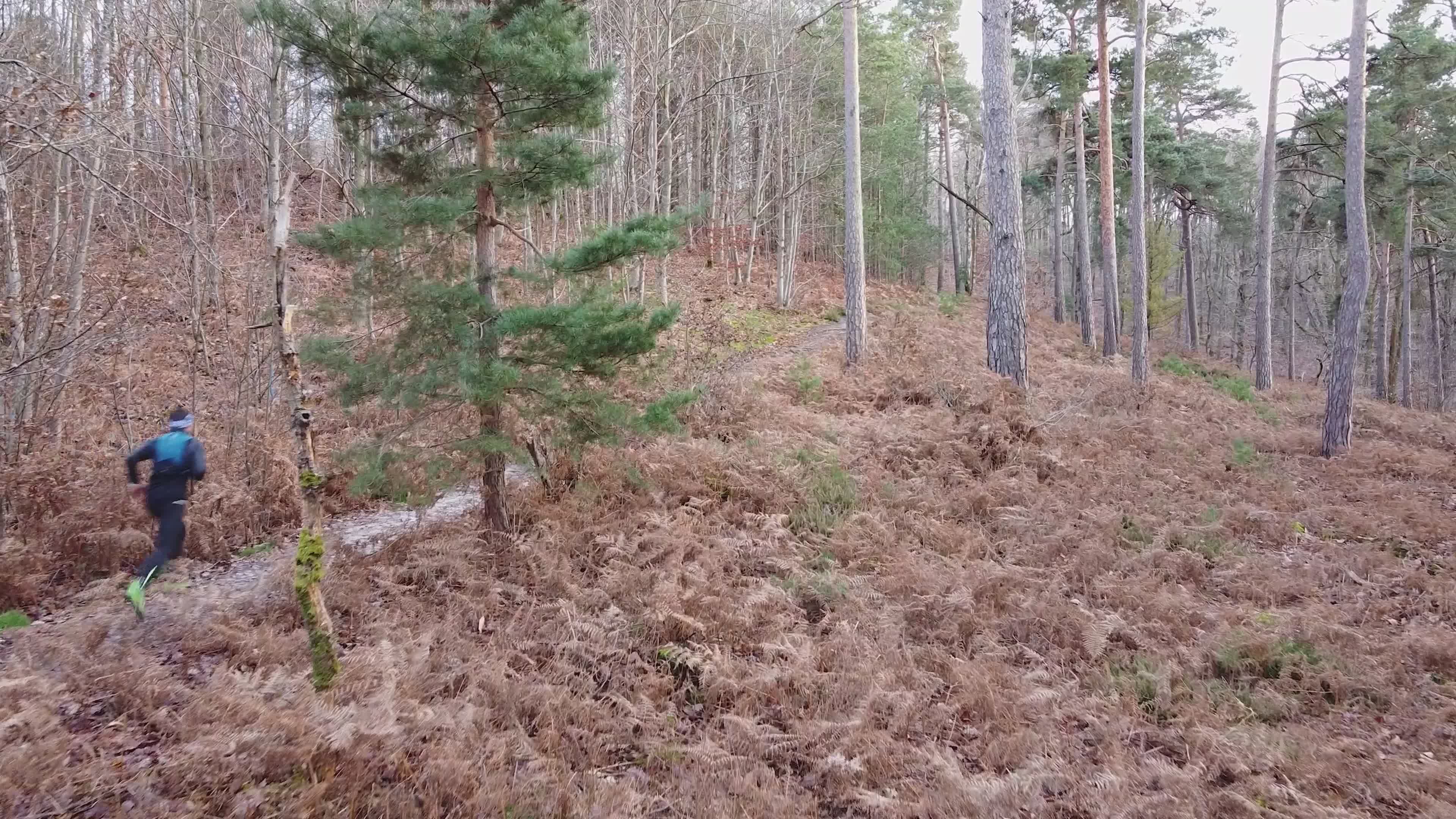 Dynamic Forest Trail Running Adventure Free Stock Video Footage ...