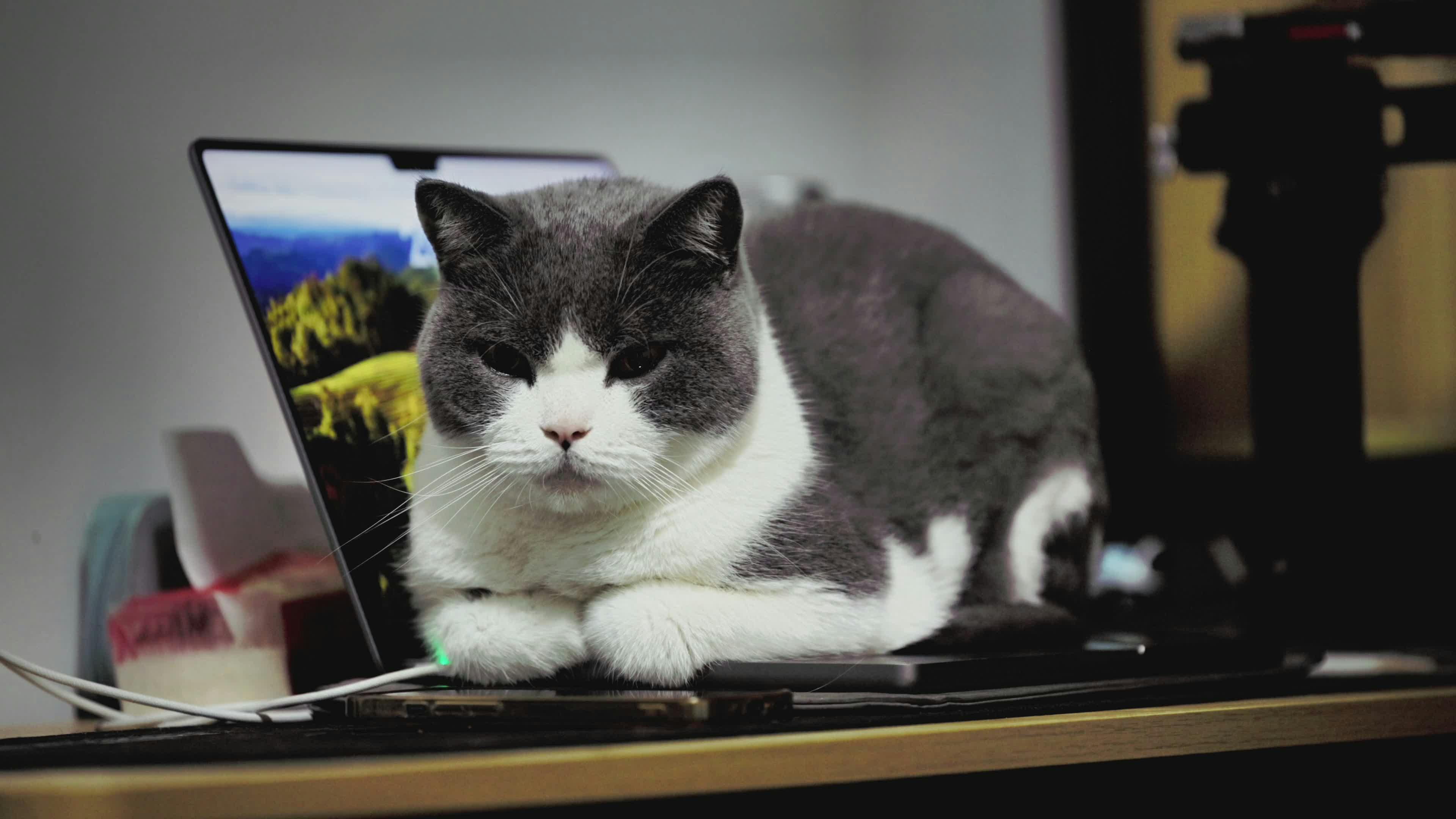 Cute Cat Resting on a Laptop Free Stock Video Footage, Royalty-Free 4K ...