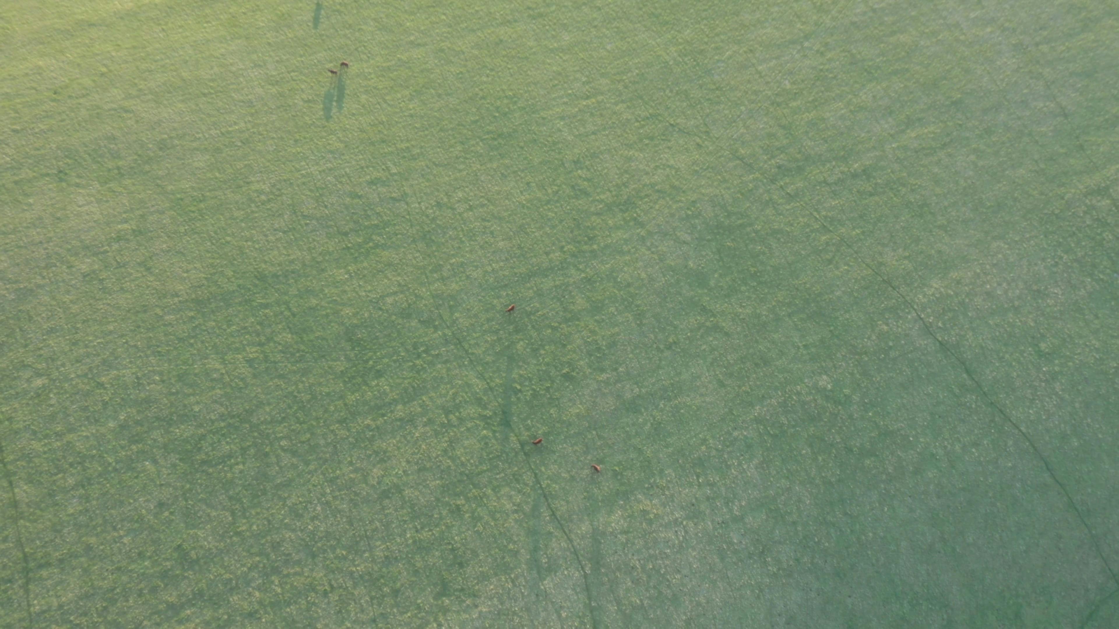Drone Footage of a Grass Field at Sunrise · Free Stock Video