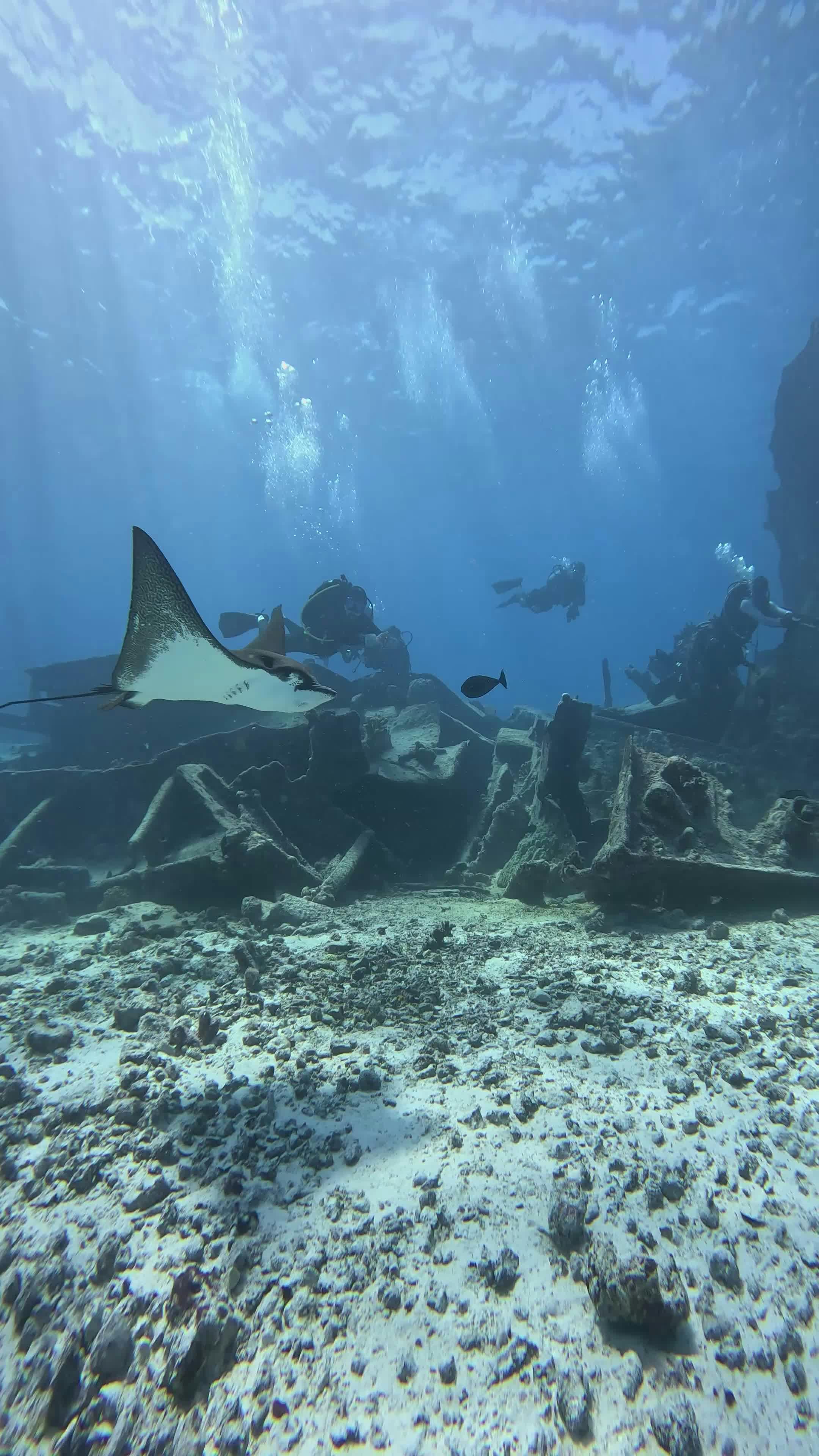 Explore Vibrant Underwater Ecosystem with Stingrays Free Stock Video ...