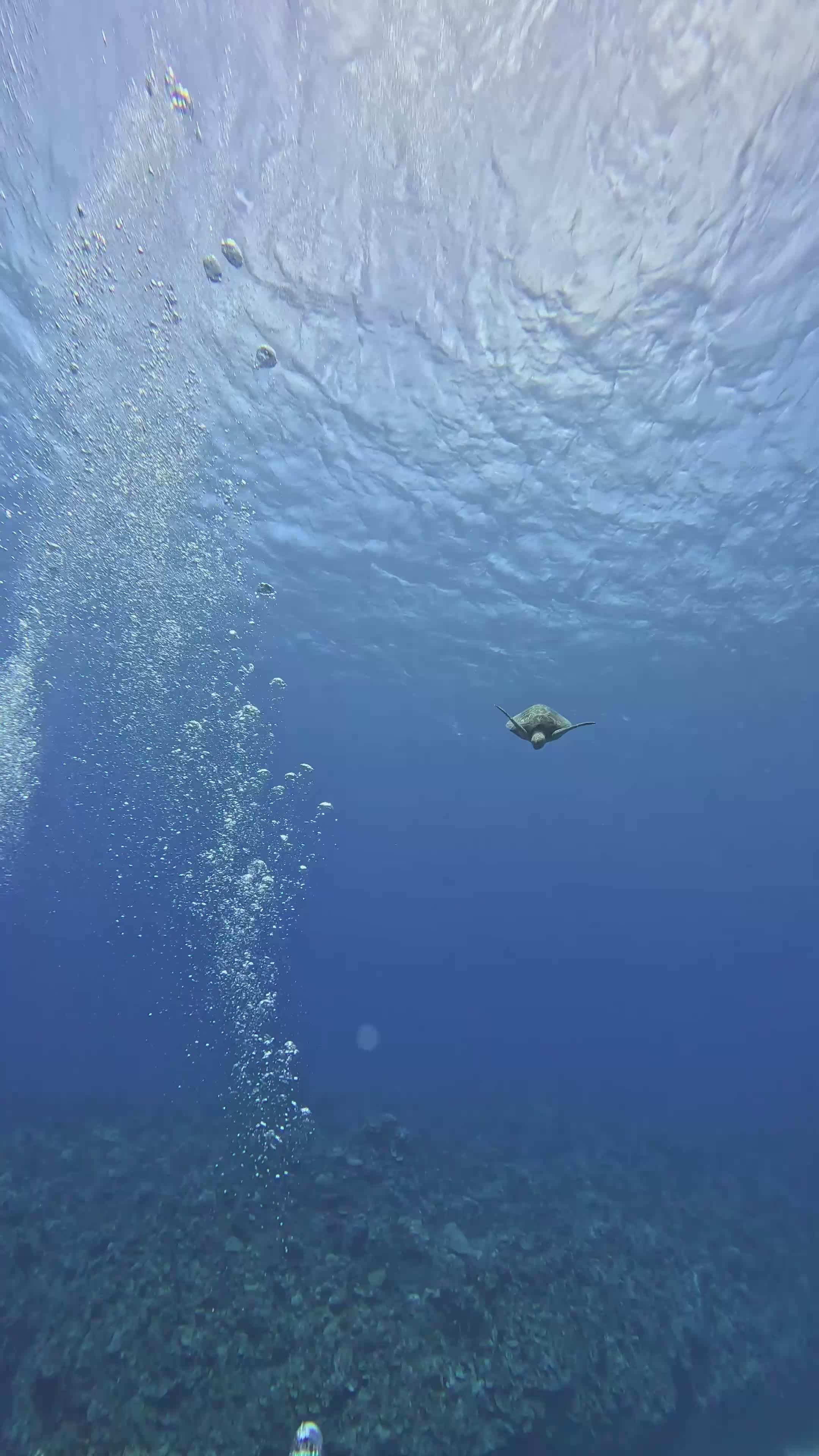 Tranquil Underwater Journey with Majestic Turtle Free Stock Video ...