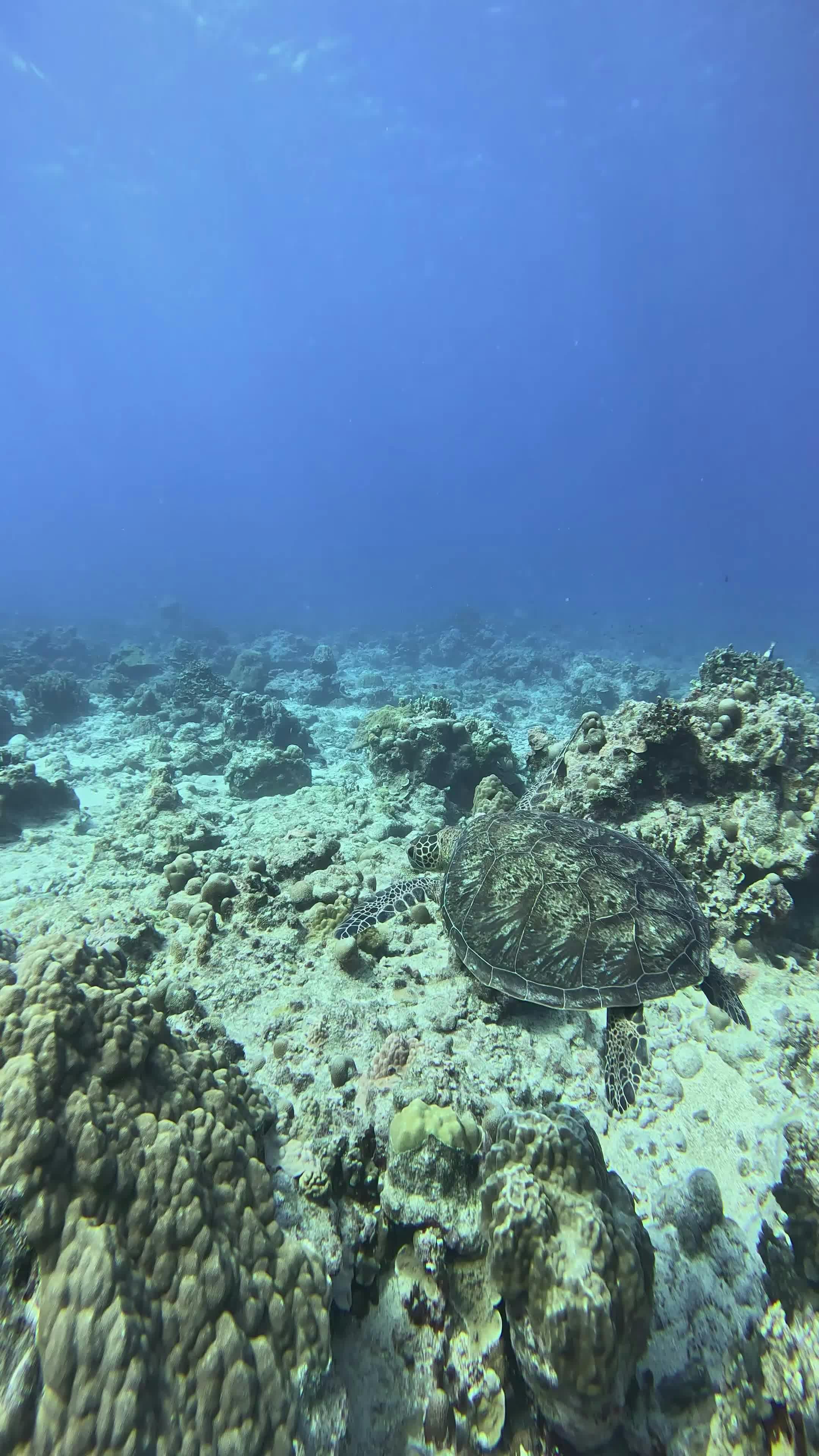 Swimming+Y Videos, Download The BEST Free 4k Stock Video Footage ...