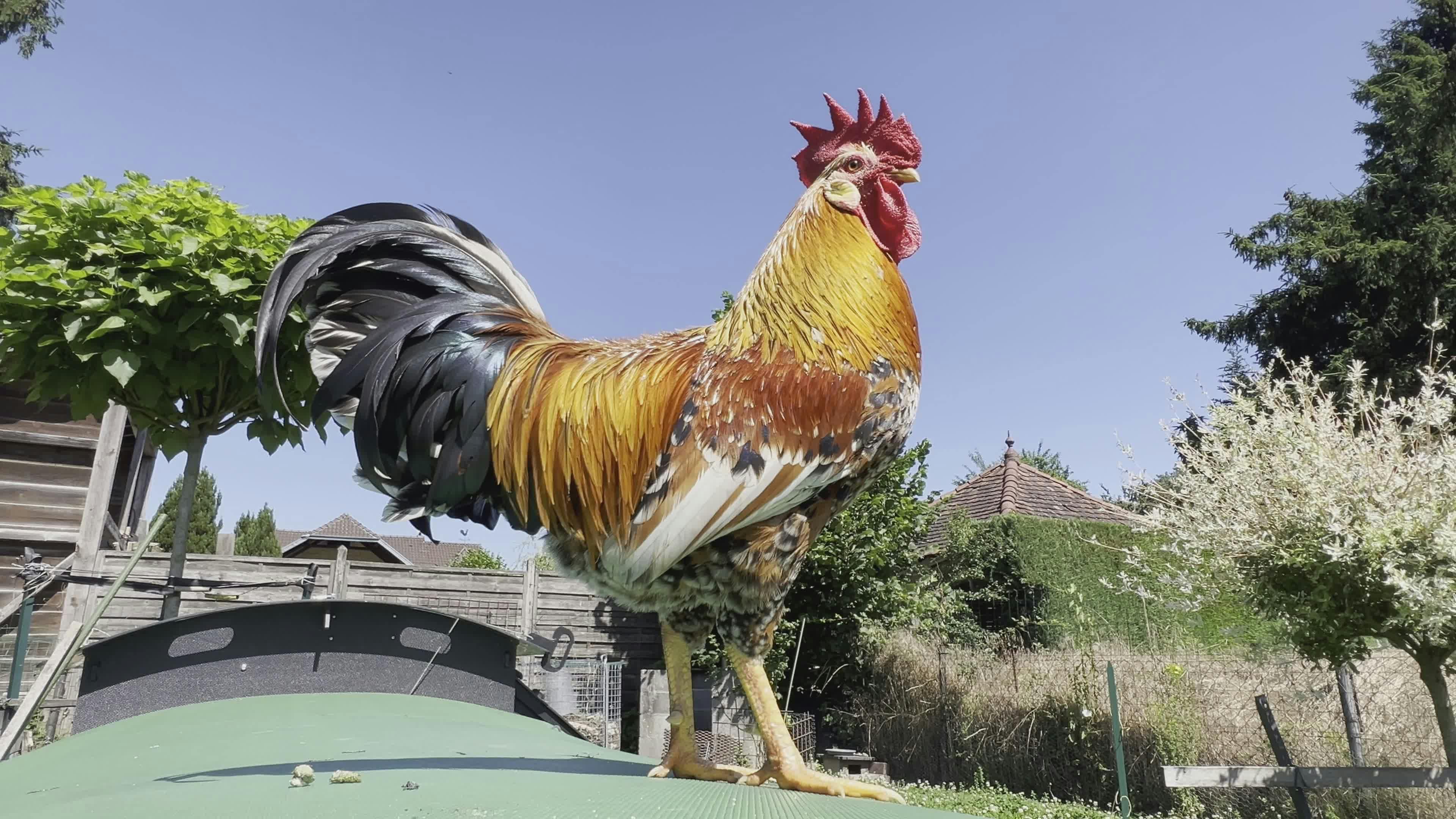 Majestic Rooster in Sunny Countryside Setting Free Stock Video Footage ...