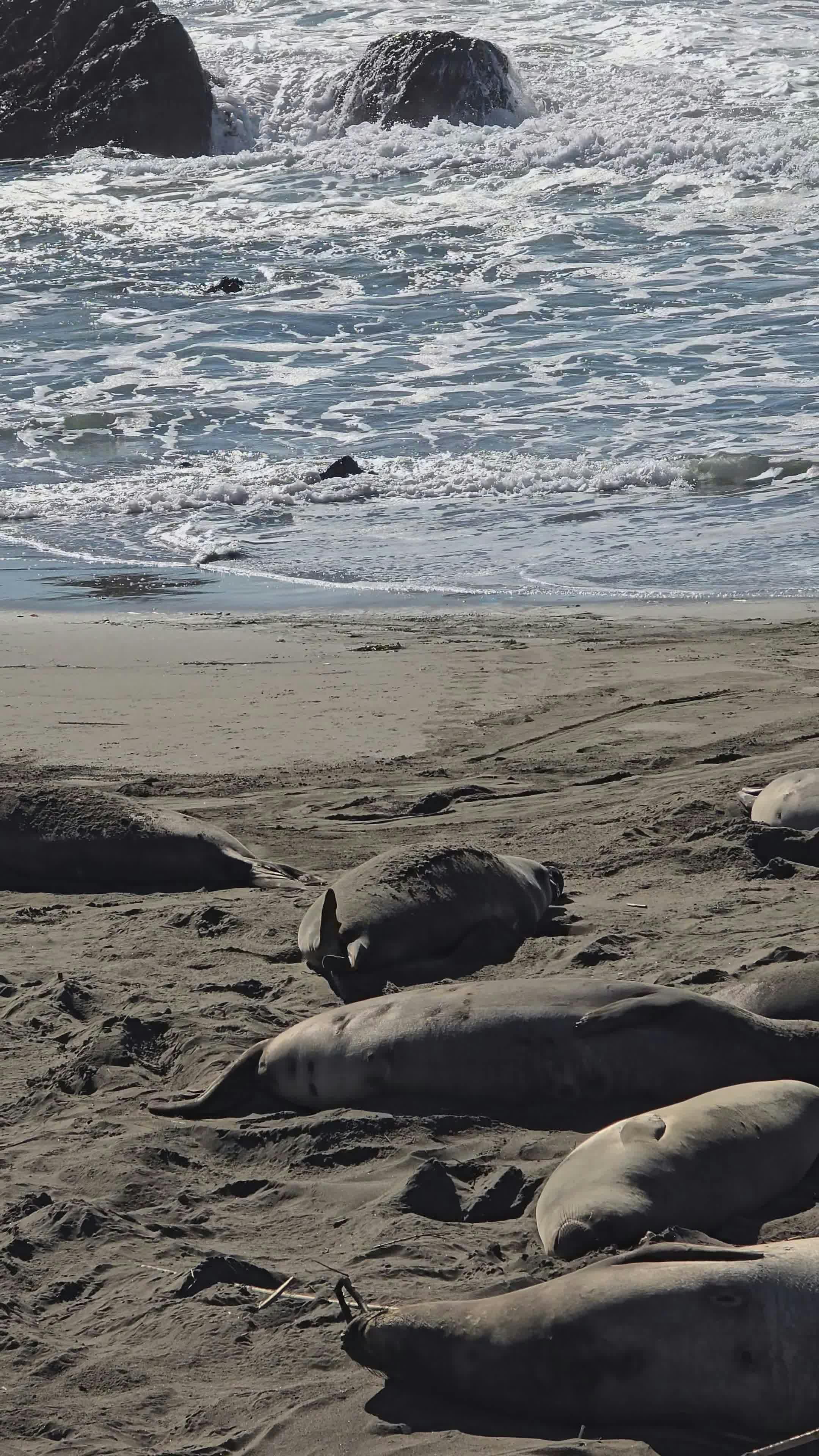 Elephant Seals on Coastal Beach Resting Free Stock Video Footage ...