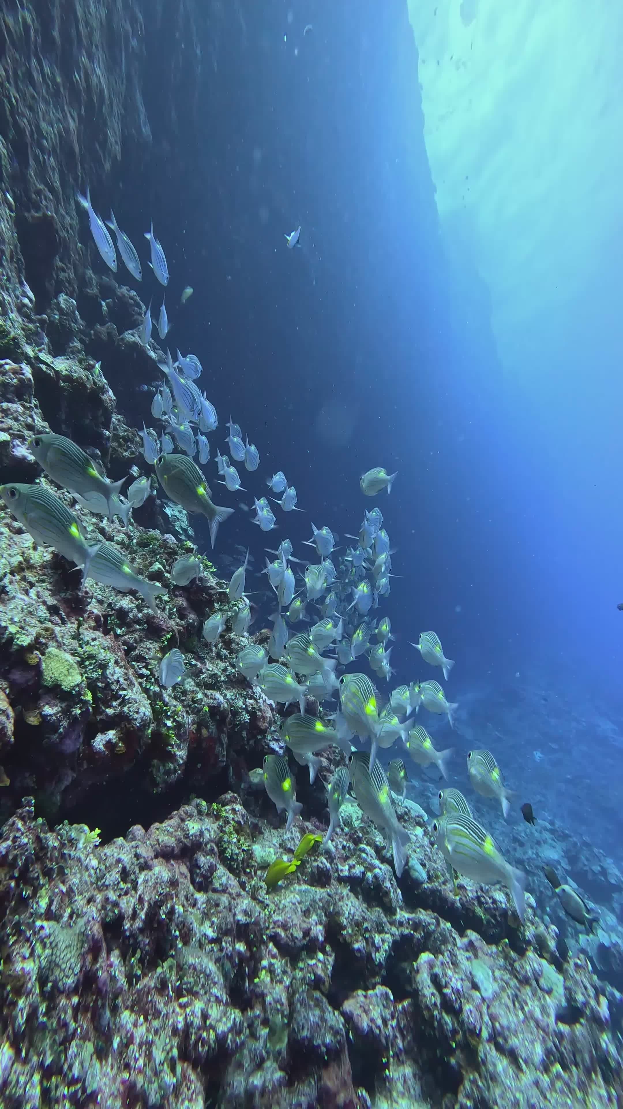 Explore Vibrant Coral Reefs Underwater Free Stock Video Footage ...