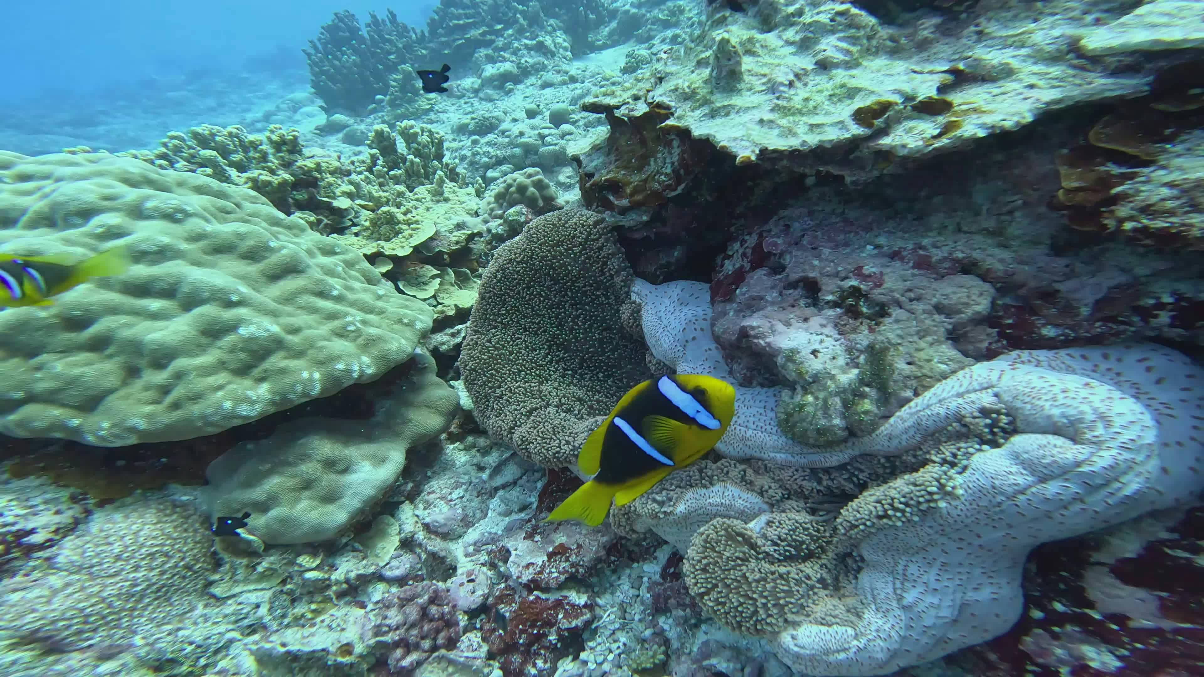 Nouveau+Free+Mail Videos, Download The BEST Free 4k Stock Video Footage ...