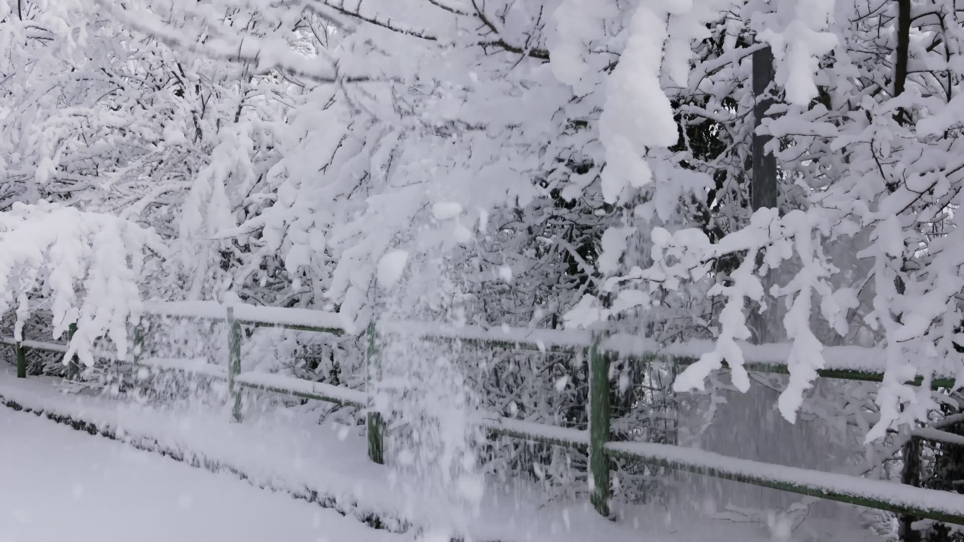 Serene Winter Scene with Snowy Trees Free Stock Video Footage, Royalty ...