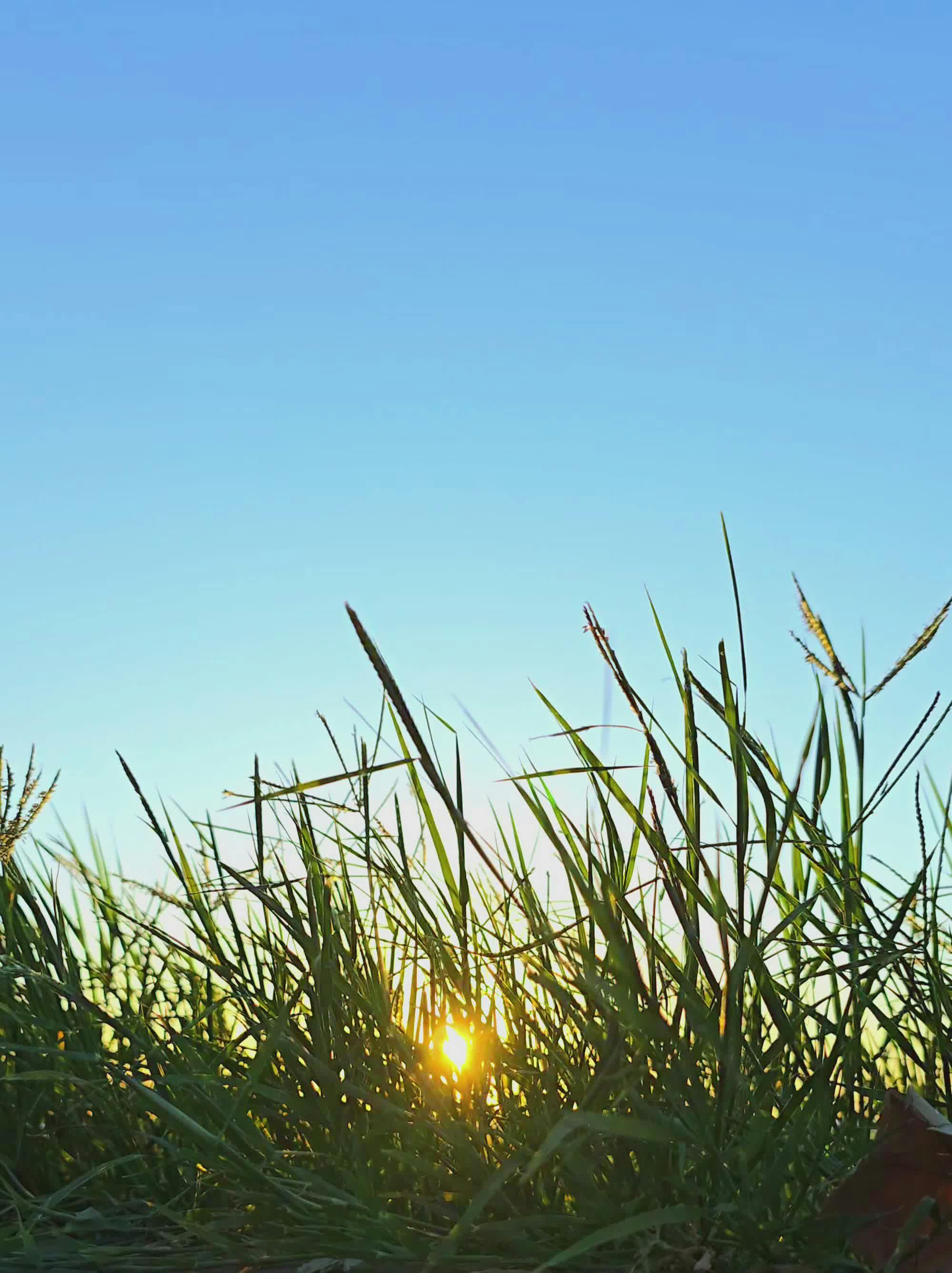 Peaceful Sunrise Over Dewy Grass Blades Free Stock Video Footage ...