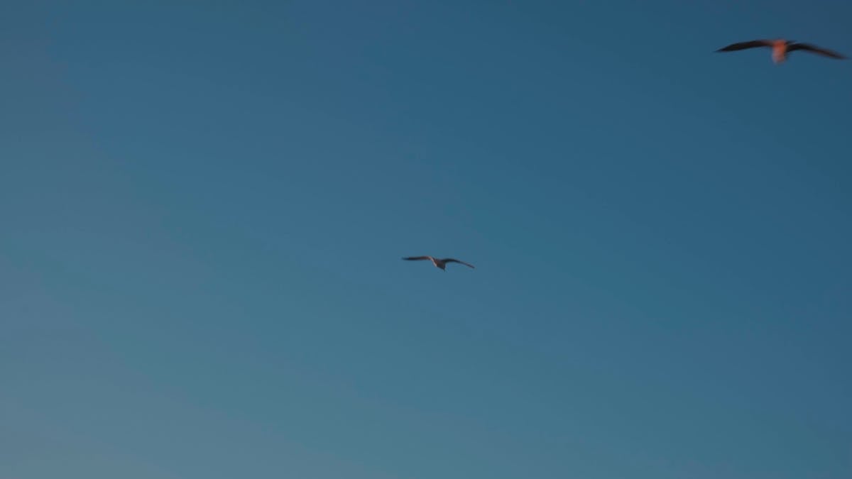 Free Animation Videos, Download The BEST Free 4k Stock Video Footage ...