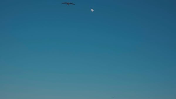 Free Pix Videos, Download The BEST Free 4k Stock Video Footage & Free ...