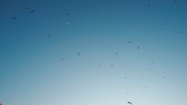 Free Videos, Download The BEST Free 4k Stock Video Footage & Free HD ...