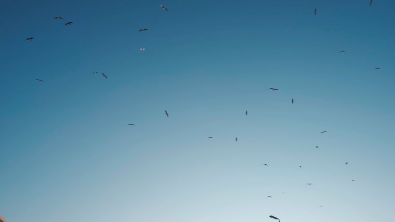 Free Videos, Download The BEST Free 4k Stock Video Footage & Free HD ...