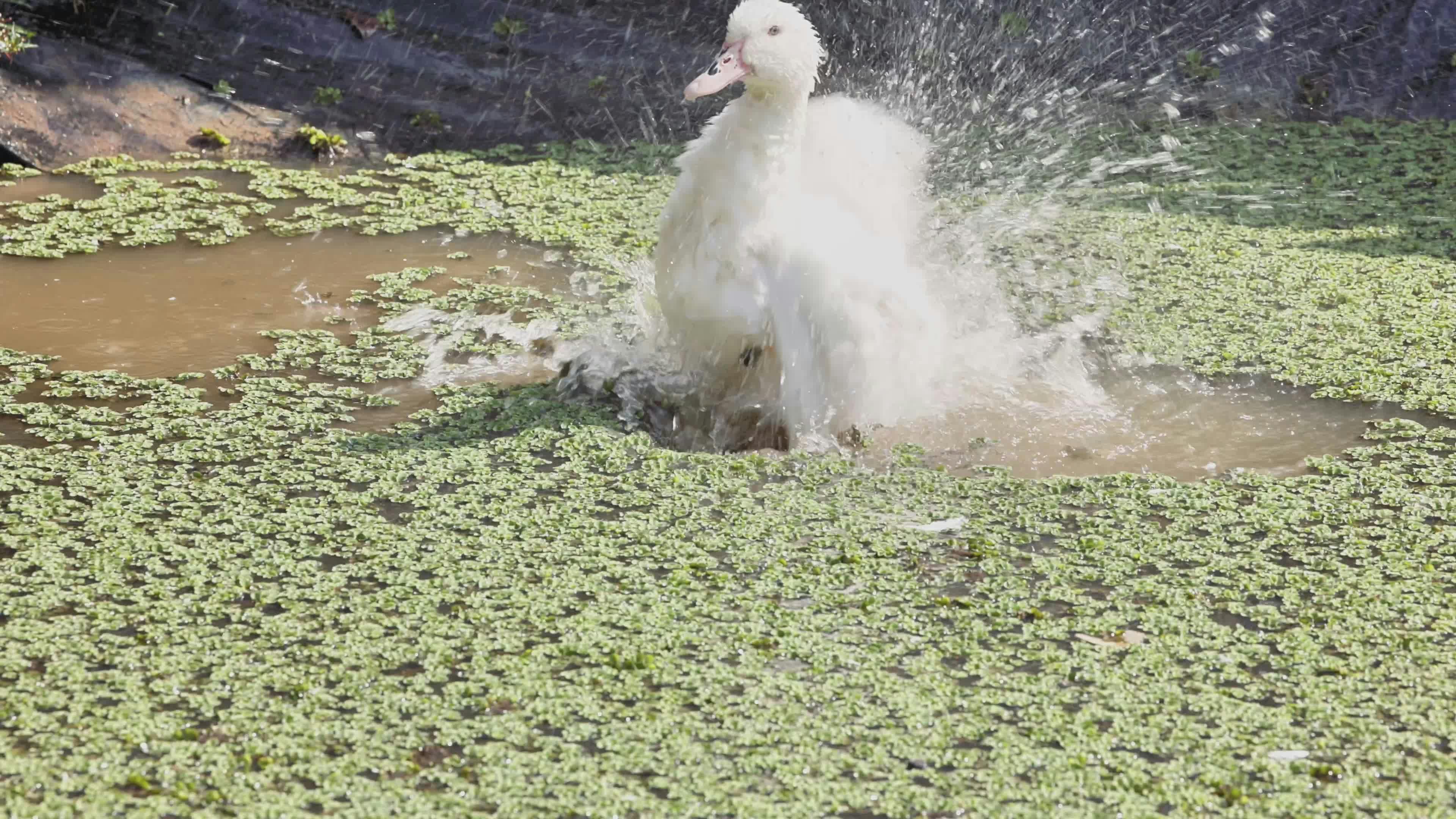 白鸭在浮萍池塘里嬉戏 · 免费素材视频