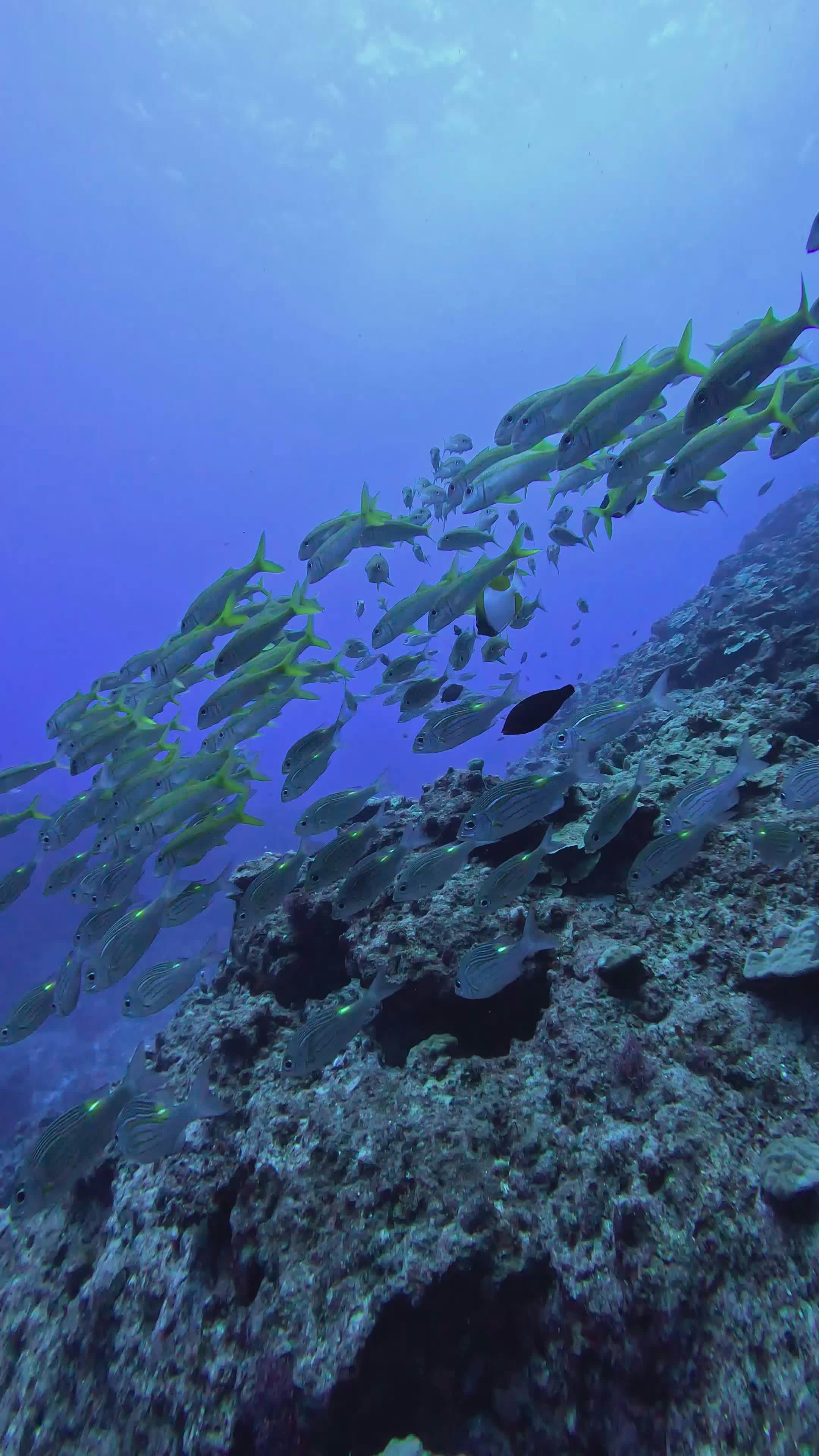 Tropical Fish Swimming in Vibrant Coral Reef Free Stock Video Footage ...