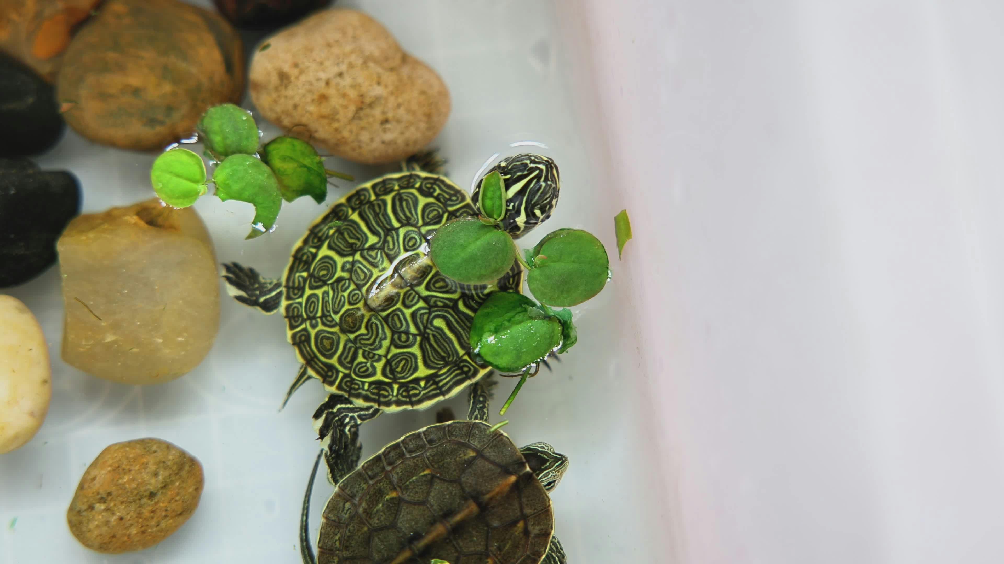 Young Softshell Turtles with Greenery Free Stock Video Footage, Royalty ...