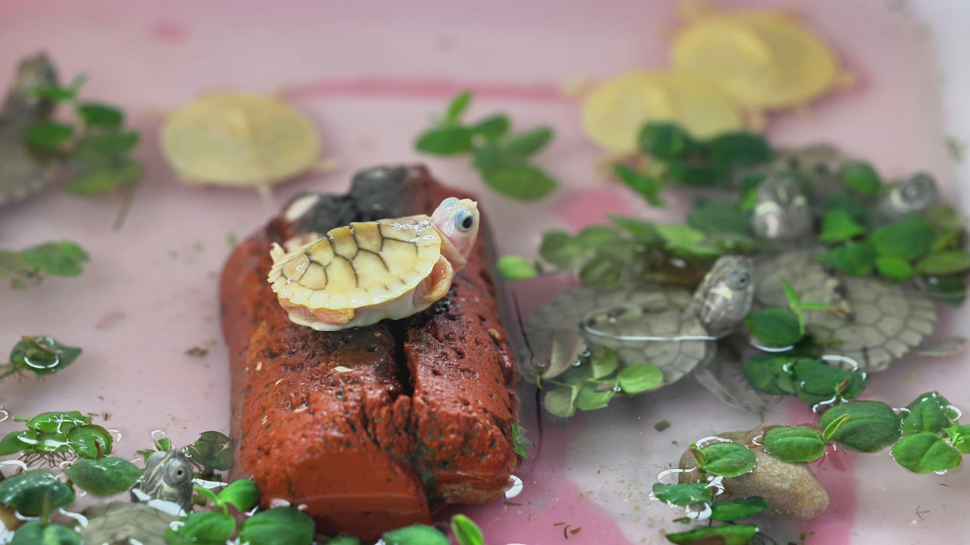 Baby Tortoise on Rock in Lush Miniature Habitat Free Stock Video ...