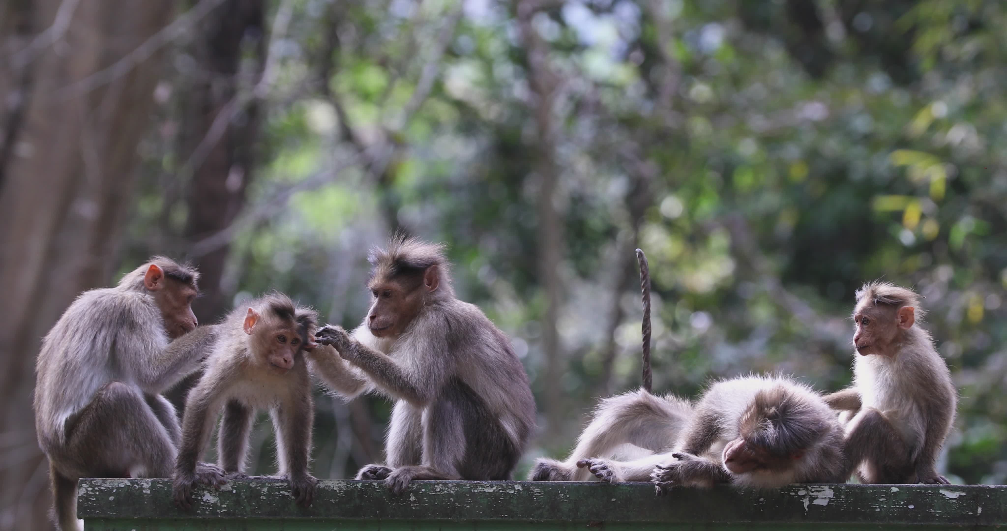 Vídeo profissional gratuito de aliciamento, animais, animais selvagens ...