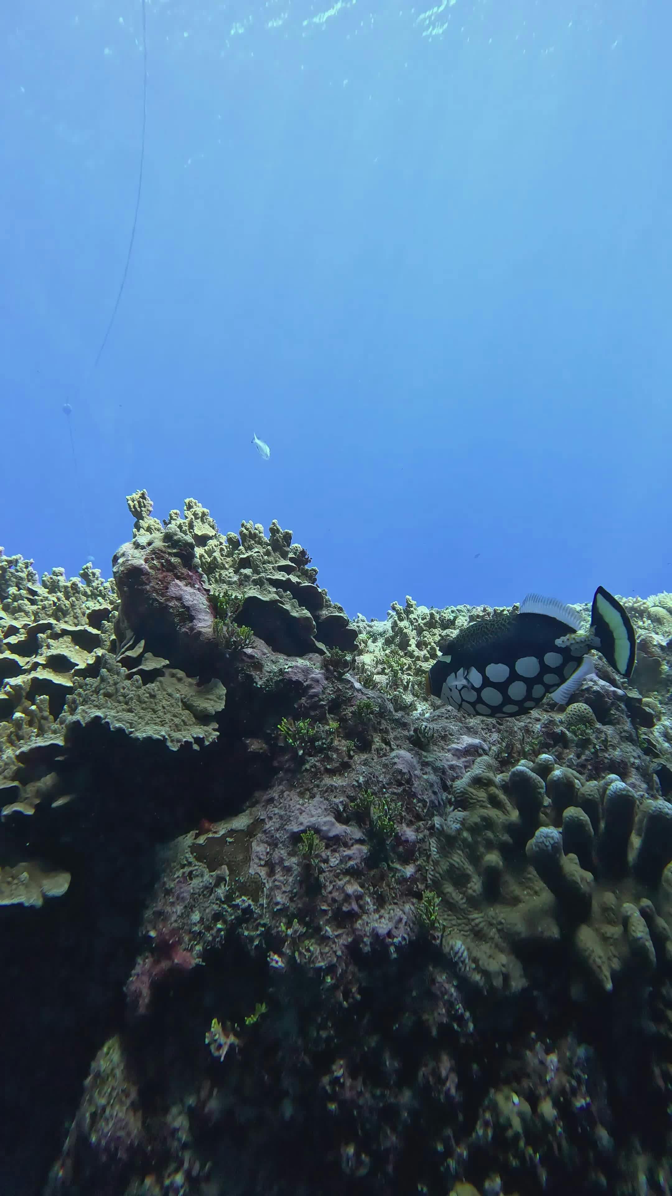 Explore Pristine Underwater Coral Reefs Free Stock Video Footage ...