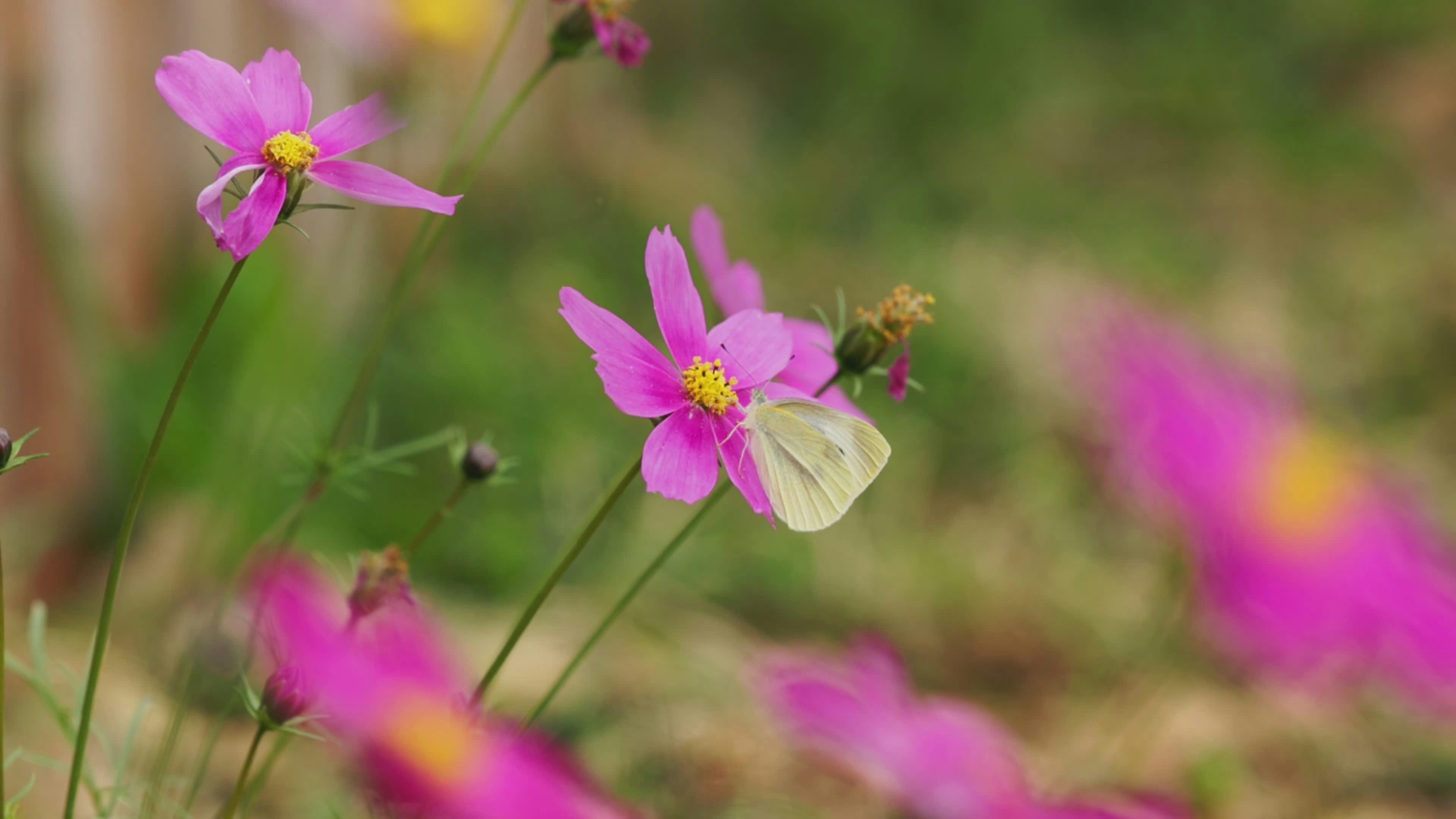 Papillon Se Posant Sur Des Fleurs De Coréopsis éclatantes · Vidéo gratuite