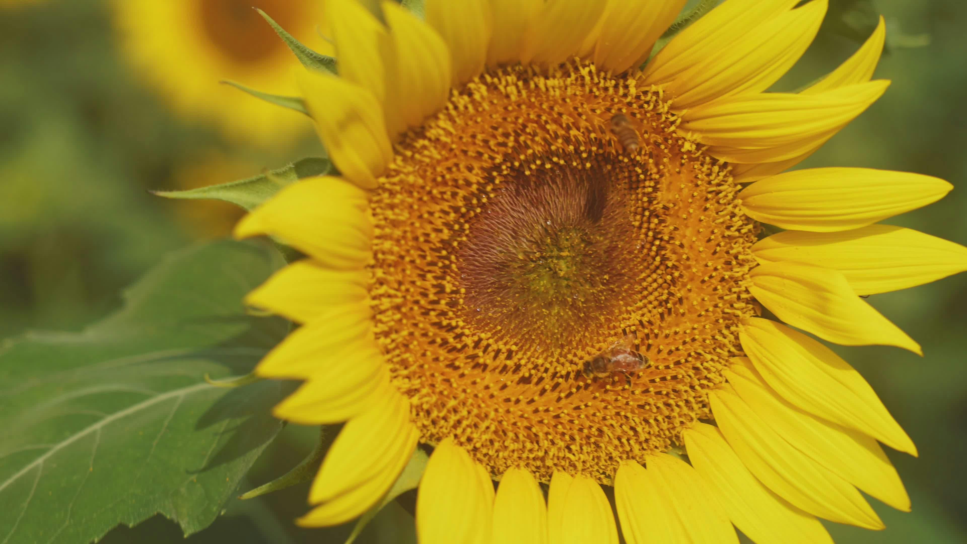 Xxxww Video Videos, Download The BEST Free 4k Stock Video Footage ...