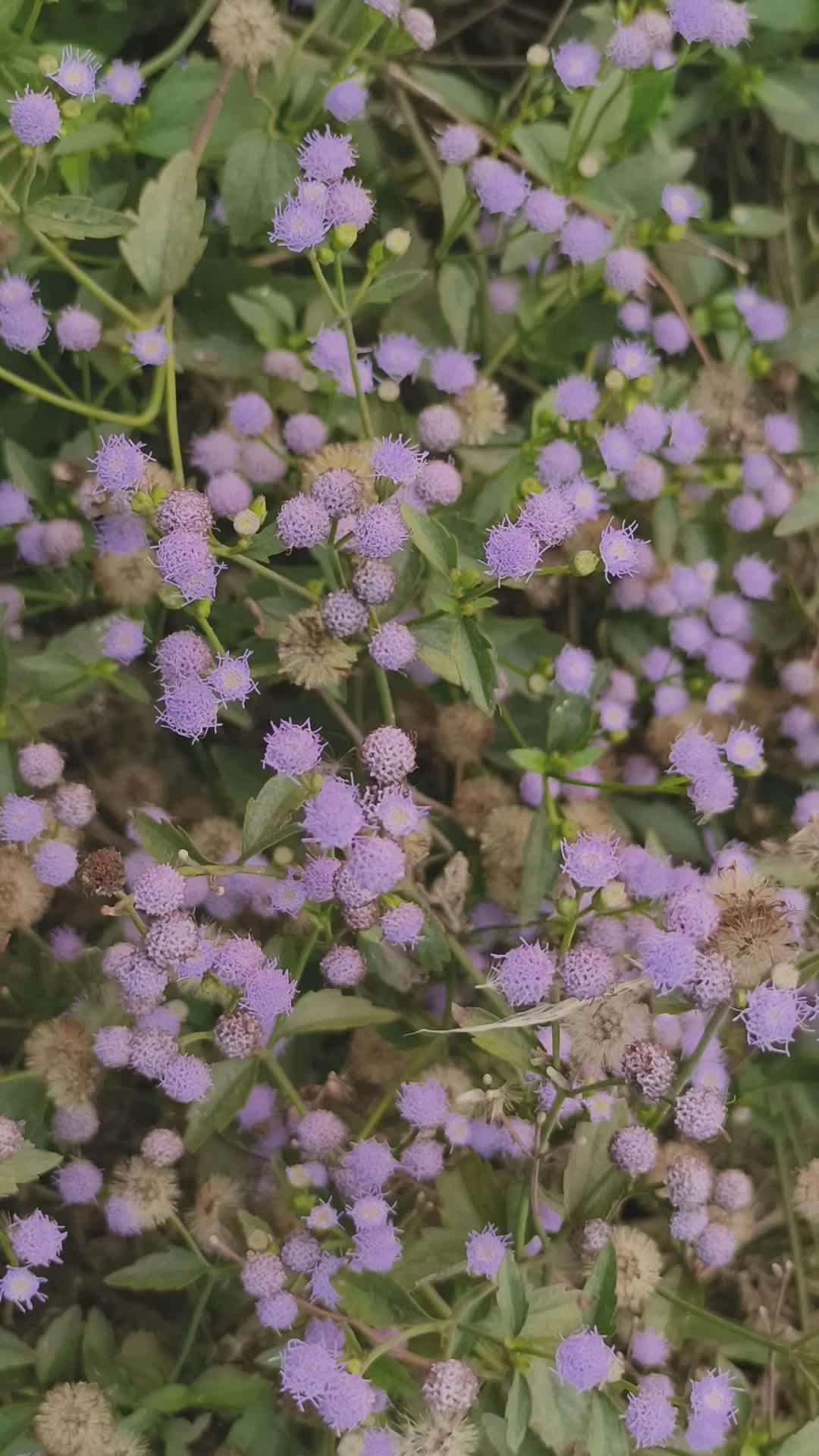 Vibrant Purple Wildflowers in Bloom Free Stock Video Footage, Royalty ...