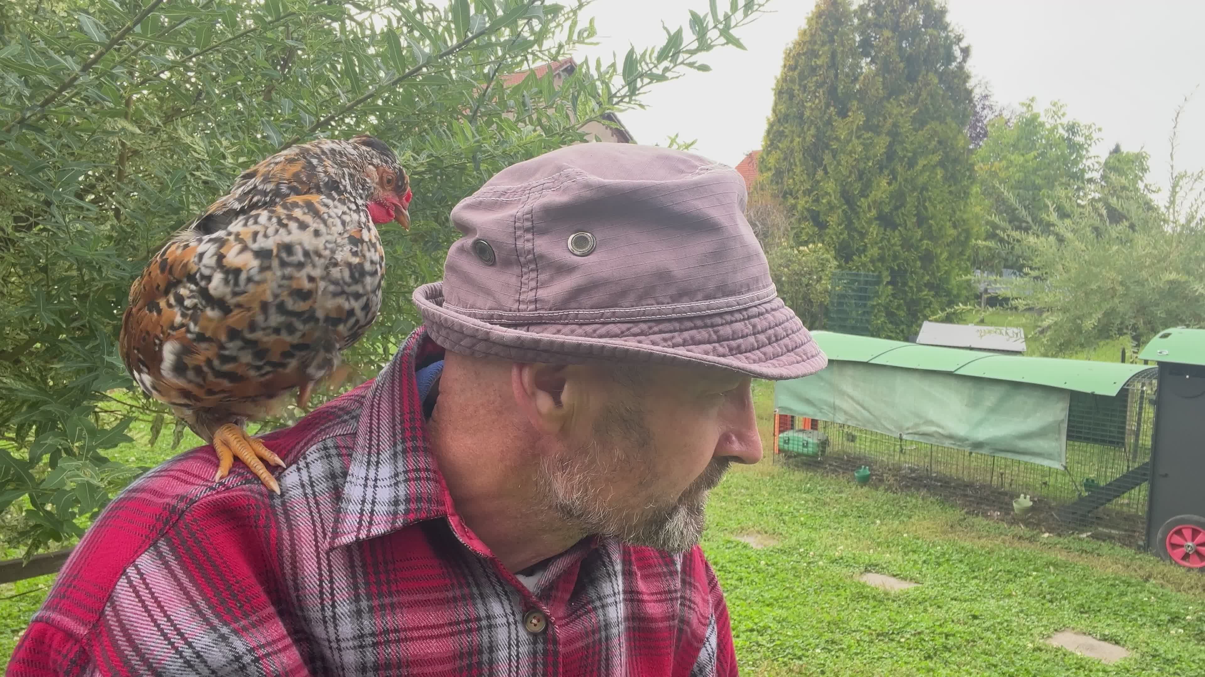 Un Homme âgé Avec Une Poule Dans Un Cadre Rural · Vidéo gratuite