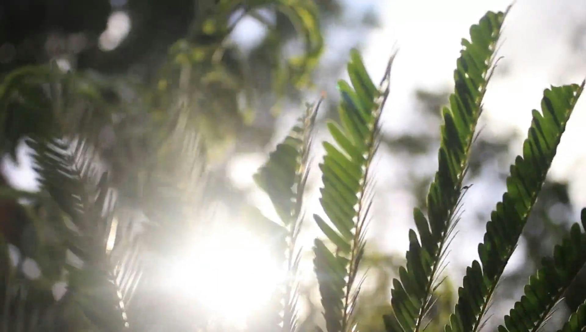 View Of Sunlight Through The Leaves · Free Stock Video