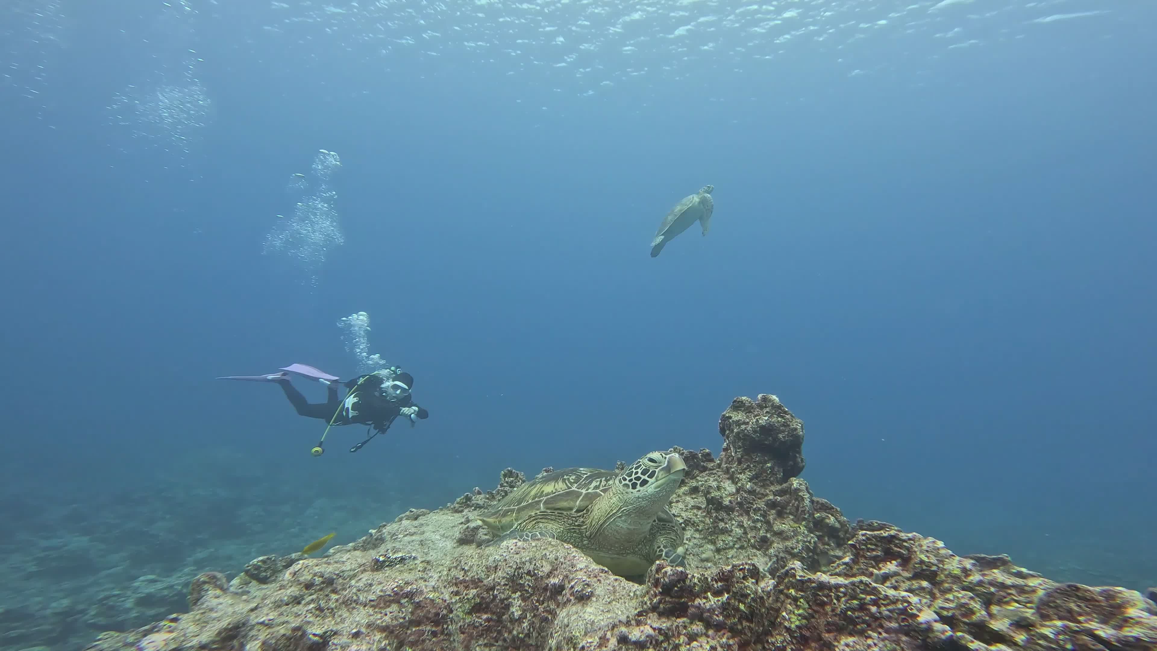 Underwater Exploration with Sea Turtles Free Stock Video Footage ...