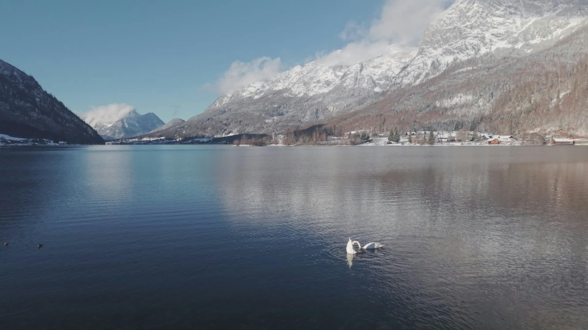 Peaceful Winter Lake with Majestic Swans Free Stock Video Footage, Royalty-Free 4K & HD Video Clip
