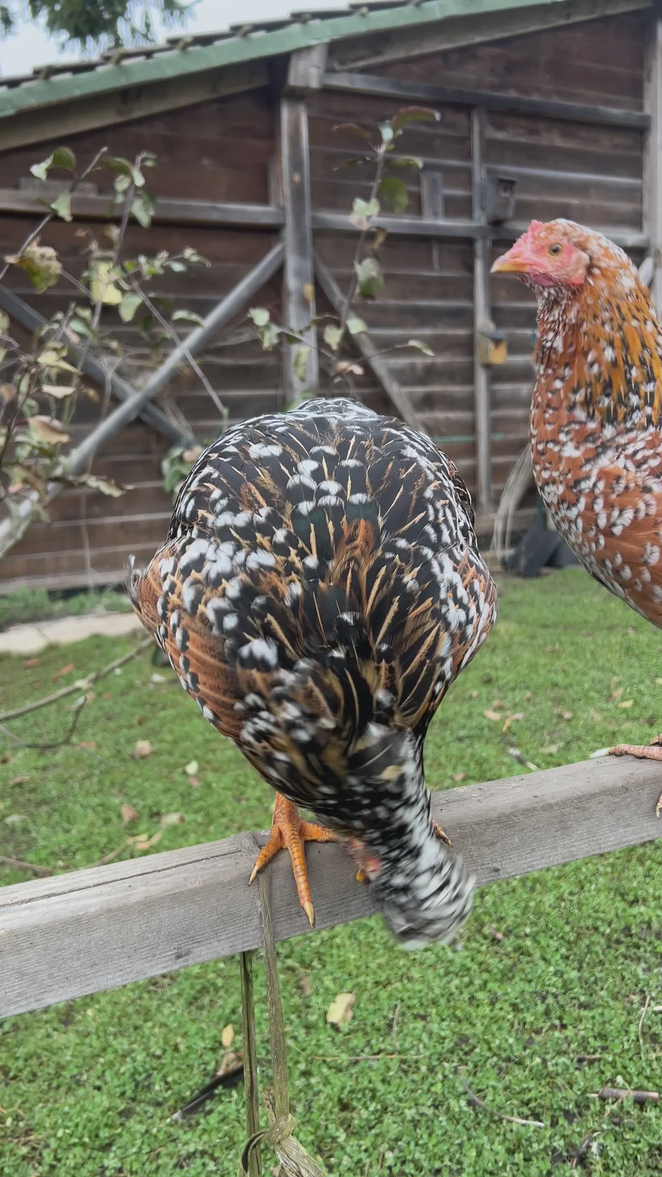 Rural Chicken Coop with Colorful Hens Free Stock Video Footage, Royalty ...