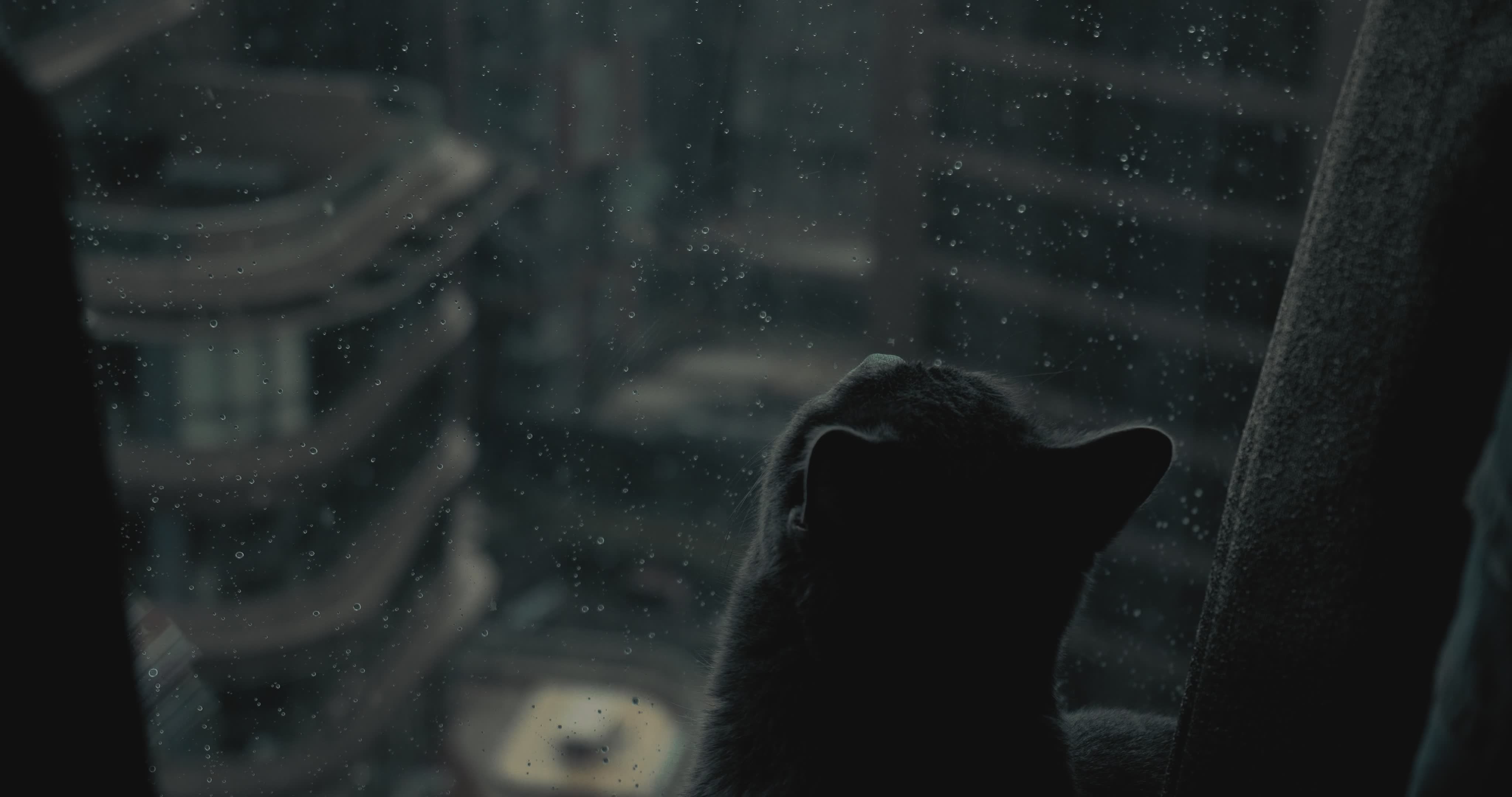 Cat Gazing Out Rainy Window in Cityscape Free Stock Video Footage ...