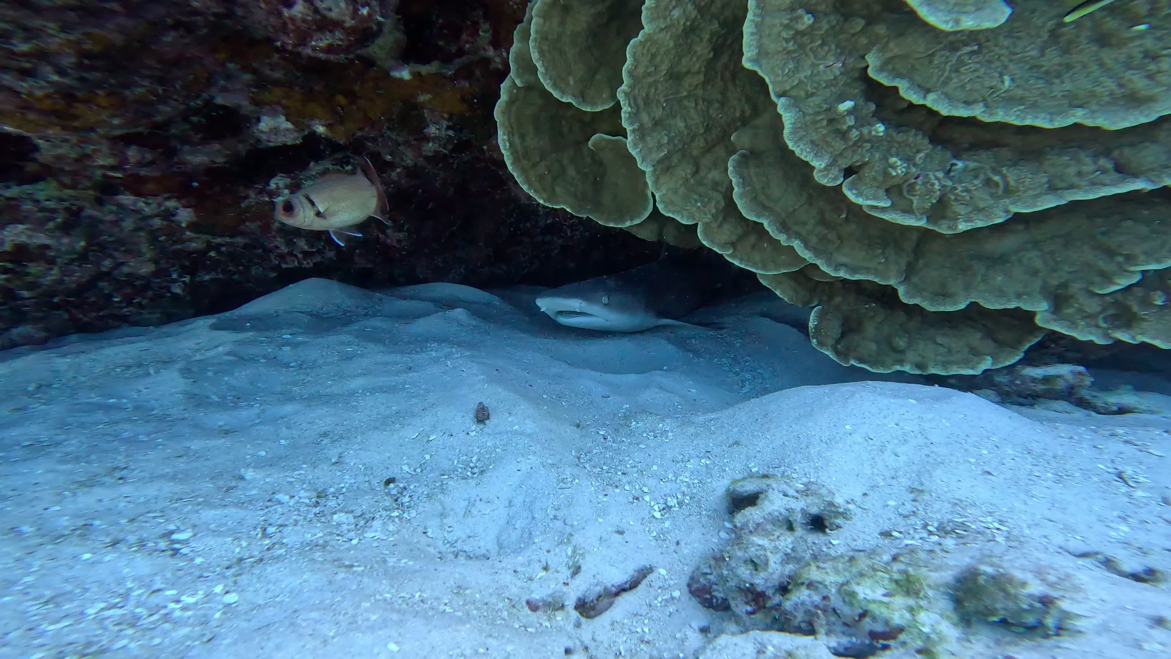 Underwater Coral Reef with Hiding Fish Free Stock Video Footage ...