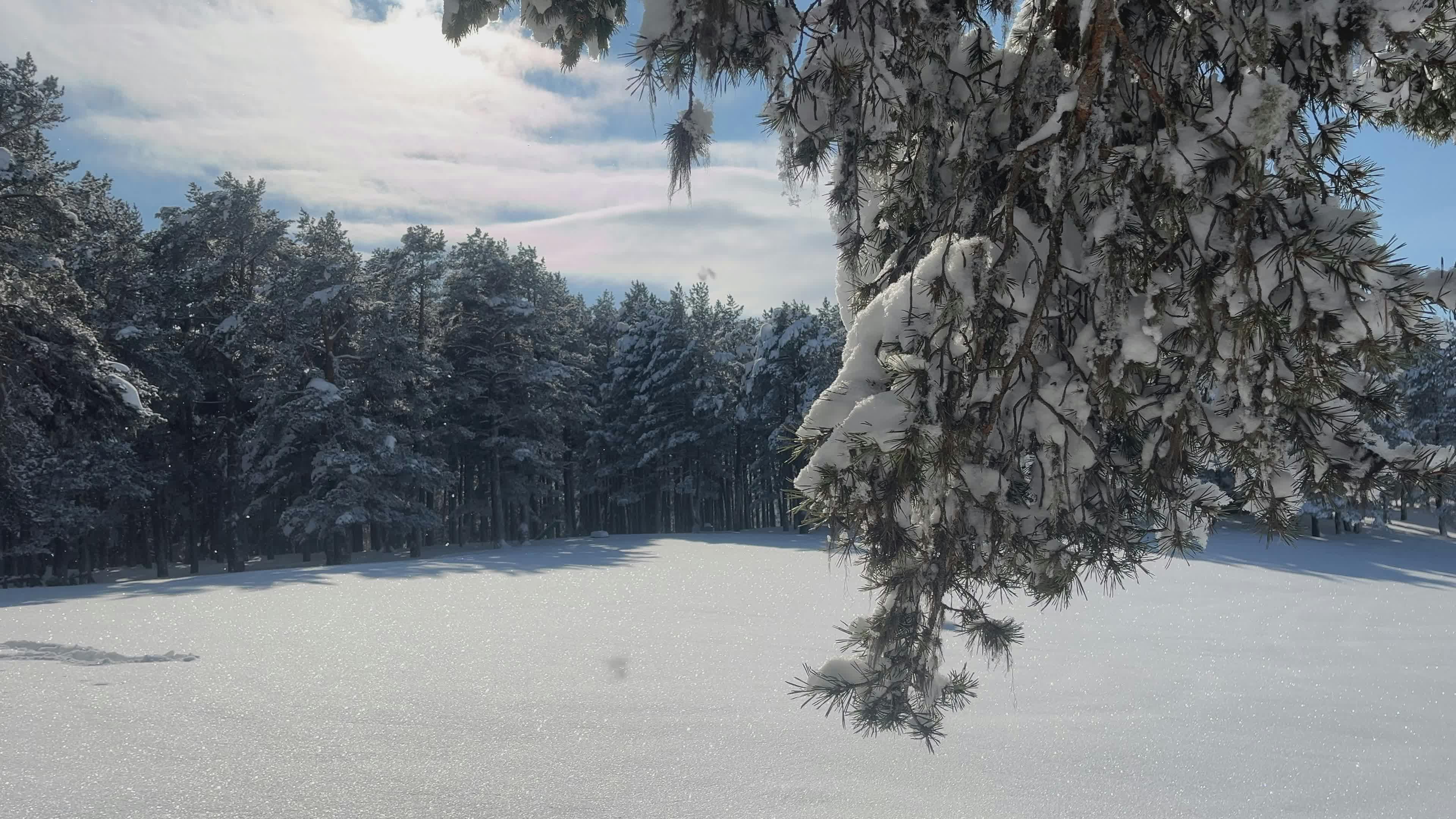 Serene Snowy Forest Landscape in Winter Free Stock Video Footage ...