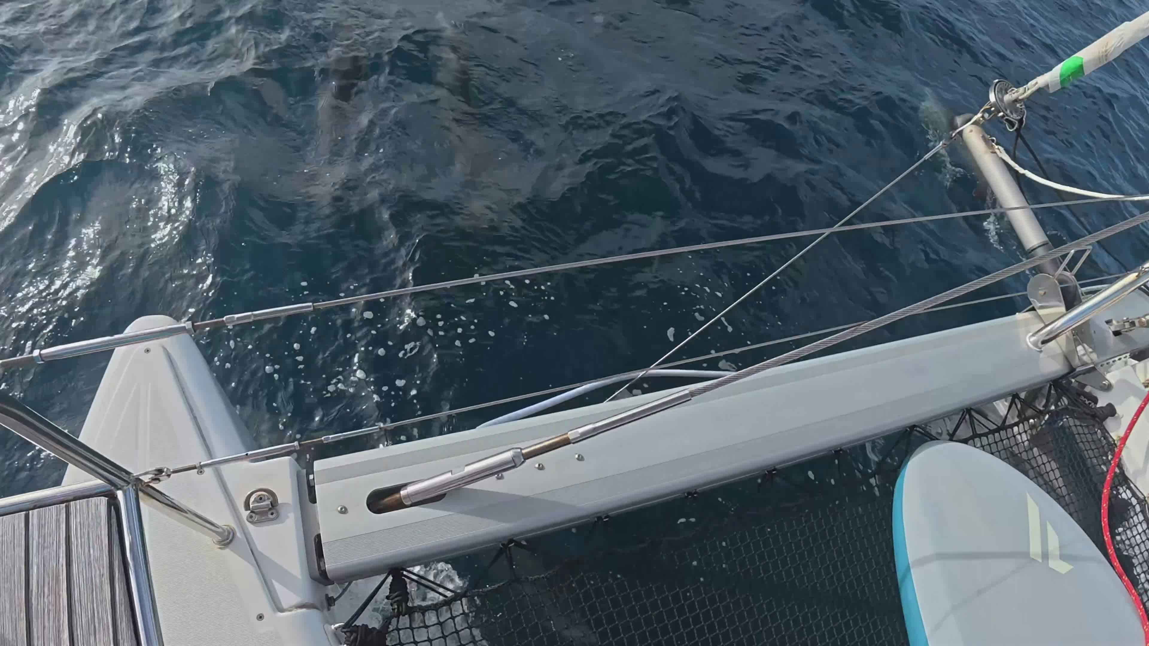Dolphins Swimming Gracefully by a Boat Free Stock Video Footage ...