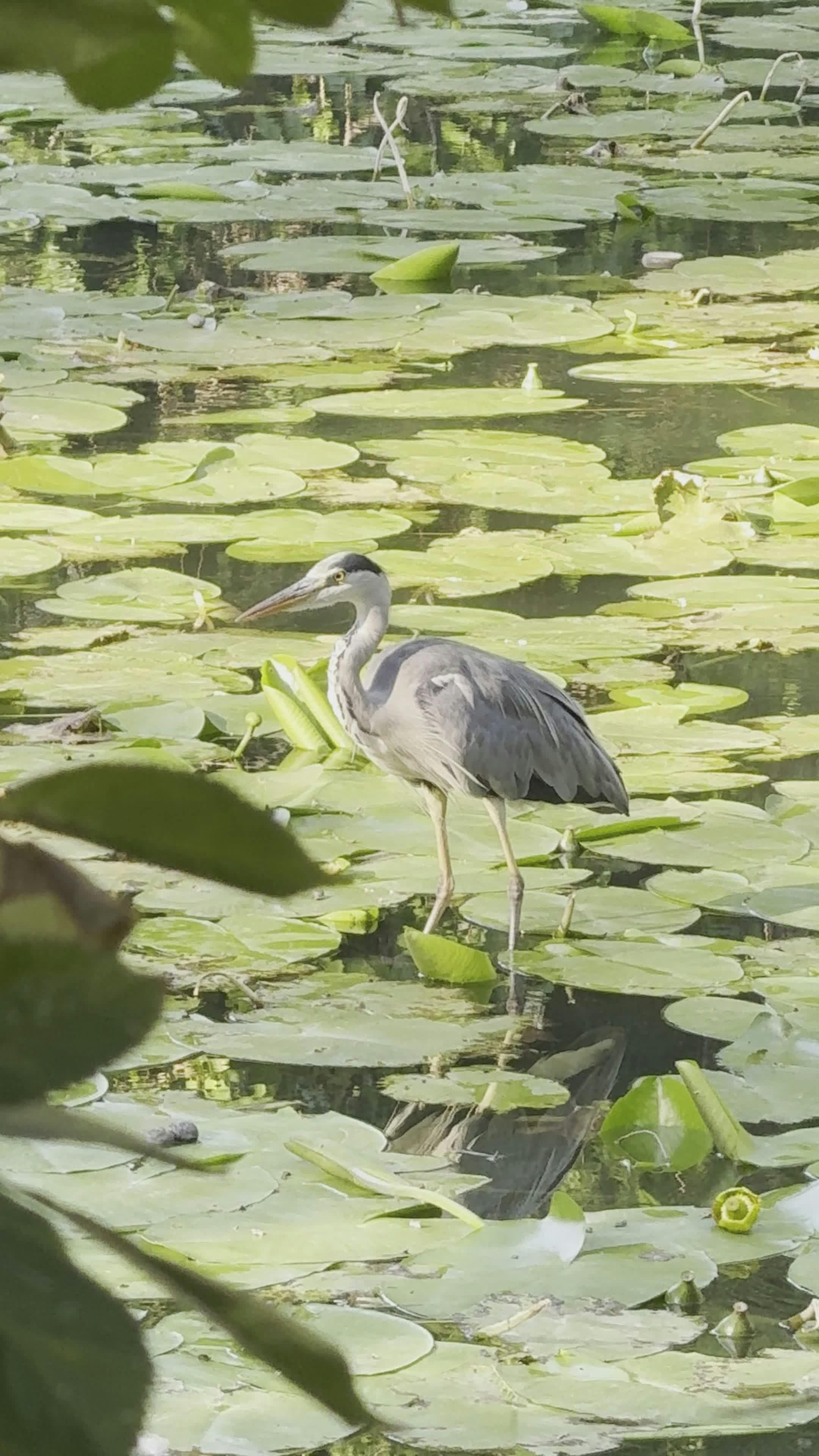 Heron Among Lily Pads in Serene Wetland Free Stock Video Footage ...