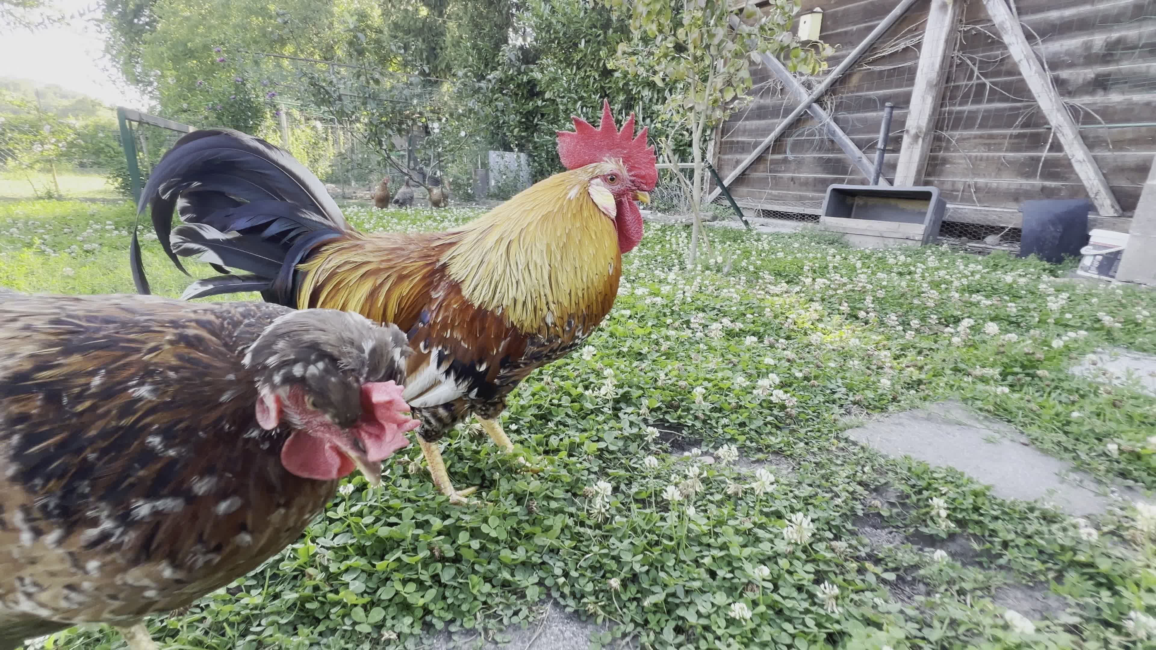 Rural Chickens Roaming in a Countryside Setting Free Stock Video ...