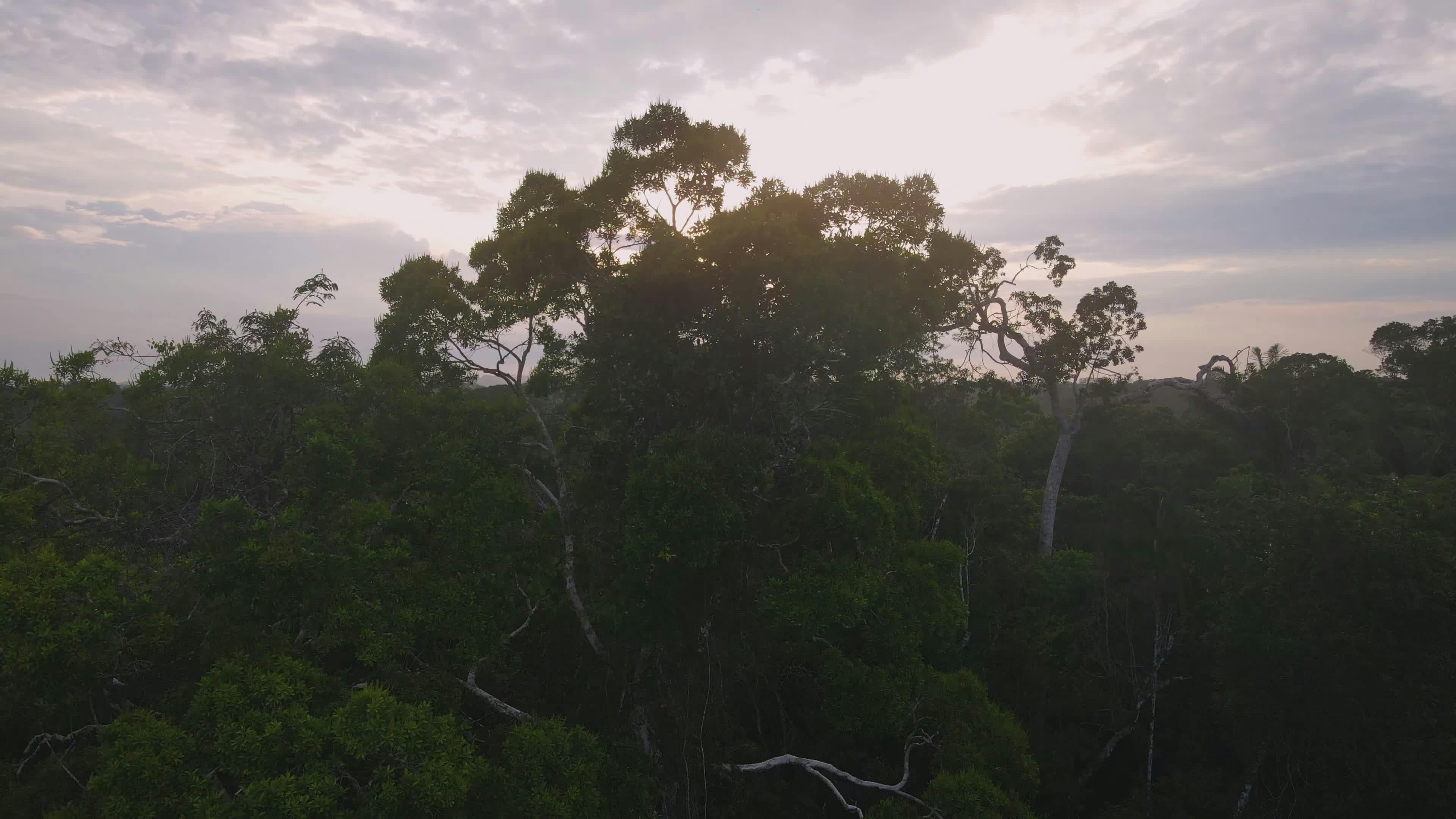 Aerial View of Lush Amazon Rainforest Canopy Free Stock Video Footage ...