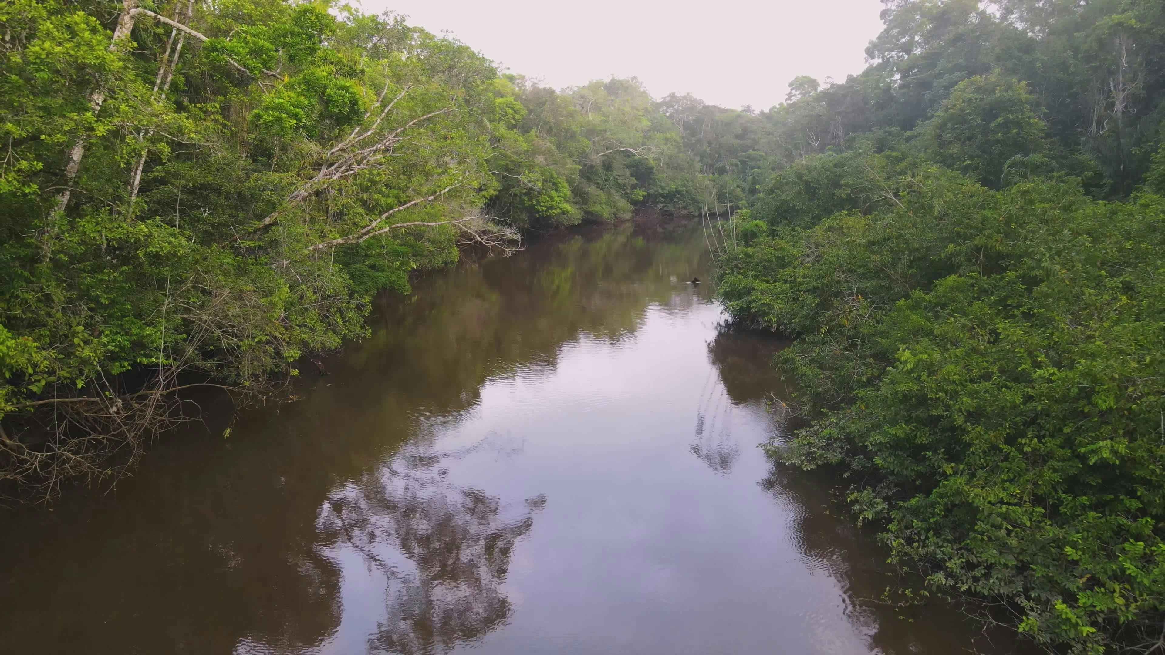 Aerial Journey Through Amazonian River Free Stock Video Footage ...