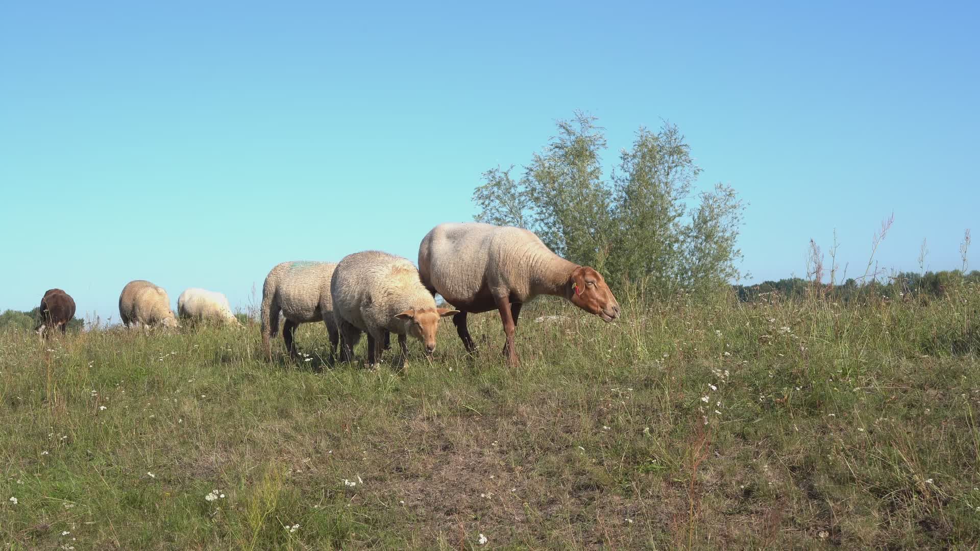 Idyllic Scene of Sheep Grazing on a Hillside Free Stock Video Footage ...