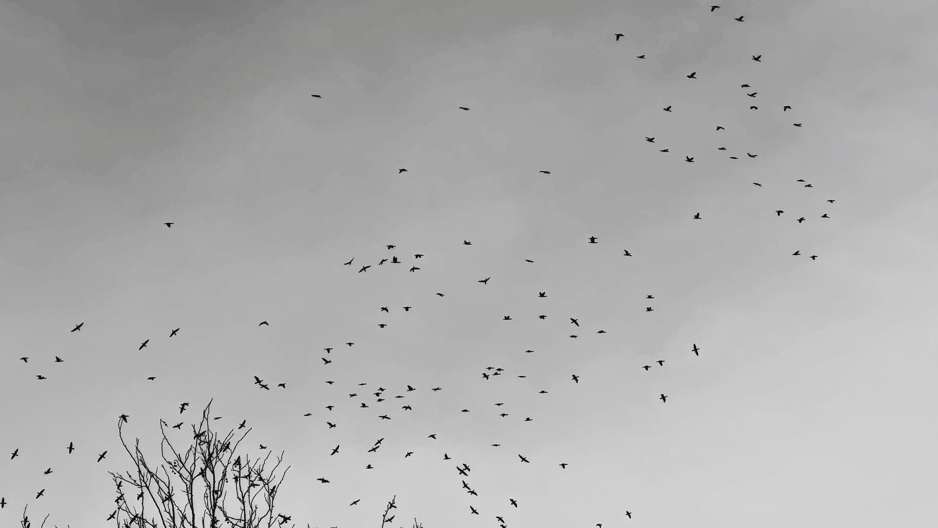 Migrating Flock of Birds Silhouetted Against Sky Free Stock Video ...