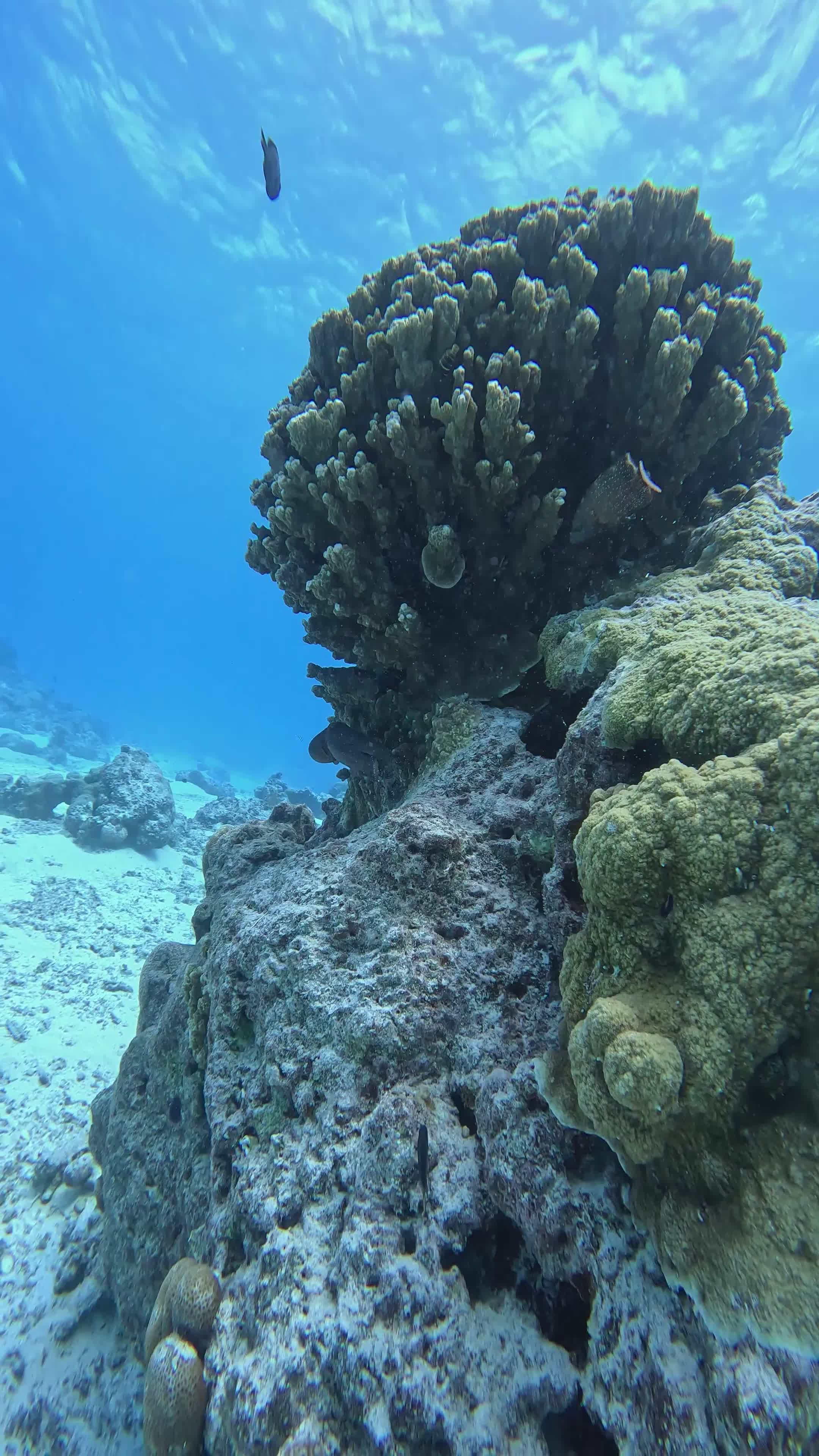 Explore Vibrant Coral Reefs Underwater Free Stock Video Footage ...