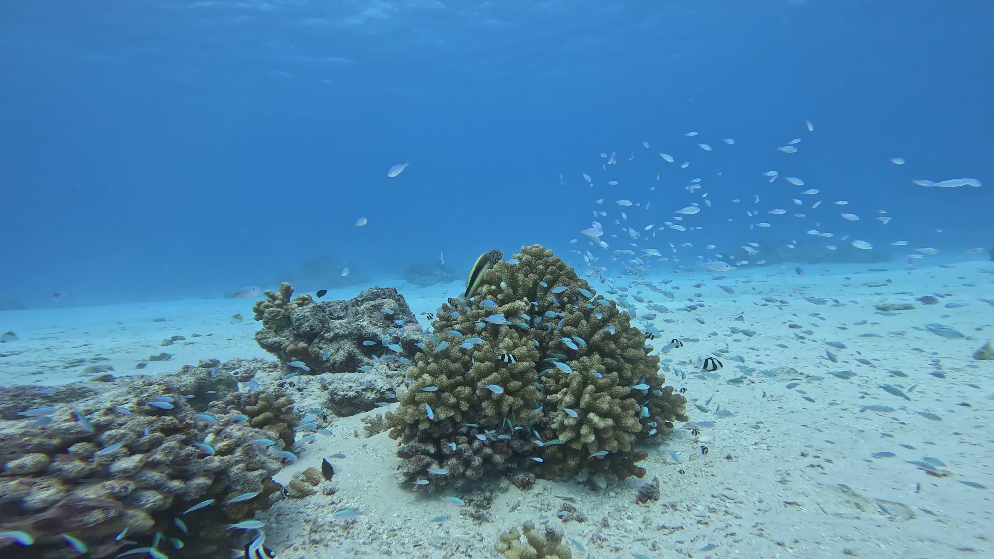 Vibrant Underwater Coral Reef Scene in Clear Ocean Free Stock Video ...