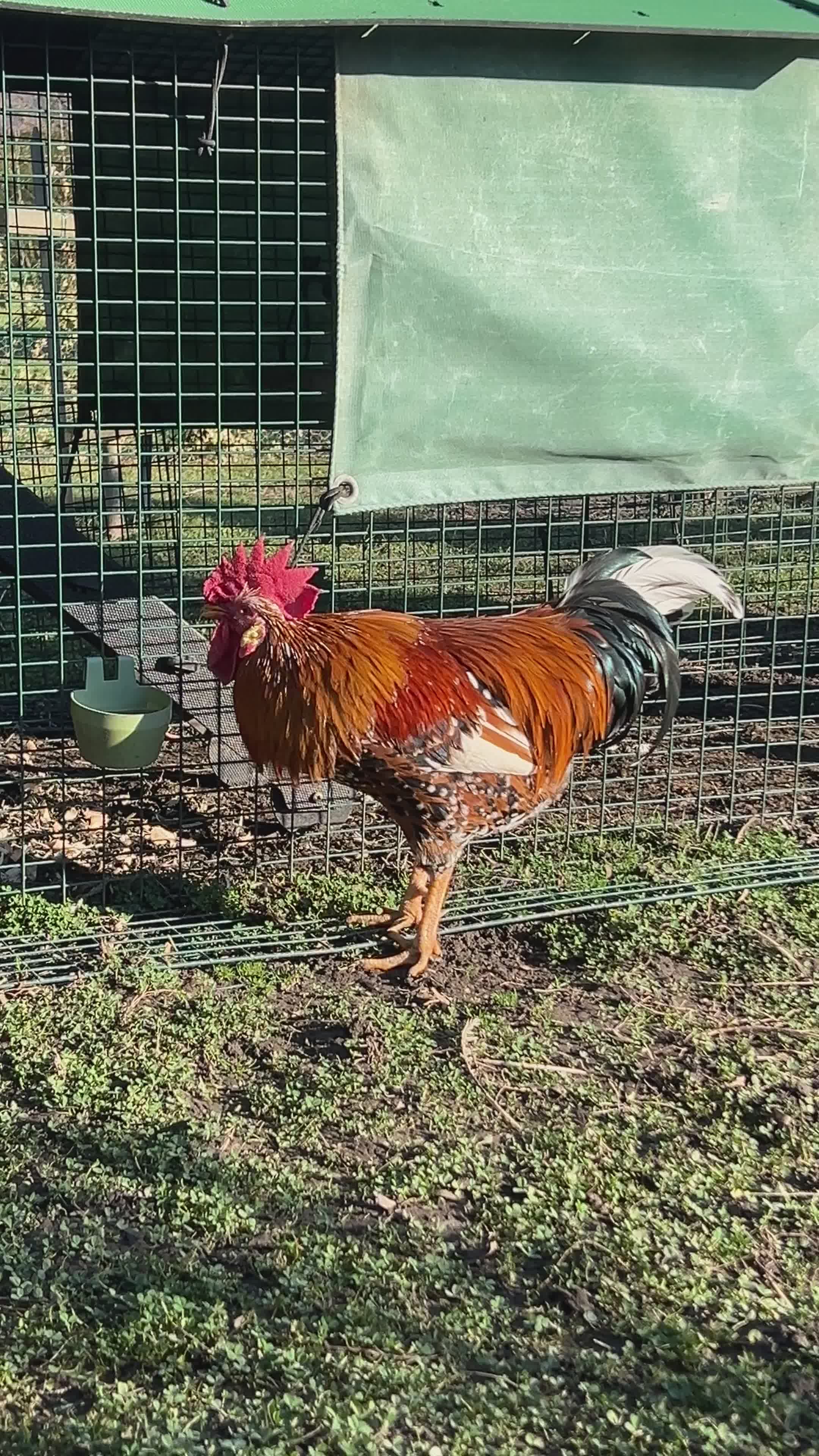 Colorful Rooster in Rural Chicken Coop Outdoors Free Stock Video ...
