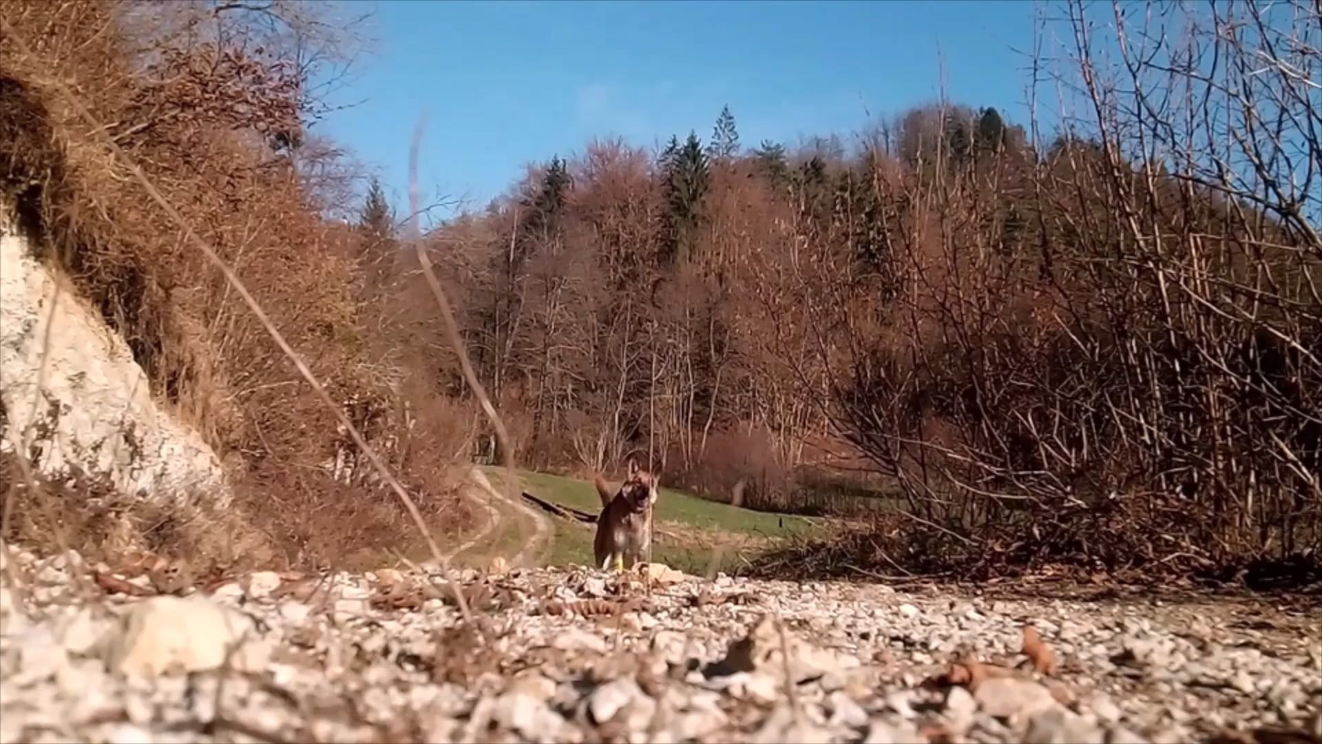 Footage Of A Dog Running In Worm's Eye View Free Stock Video Footage ...